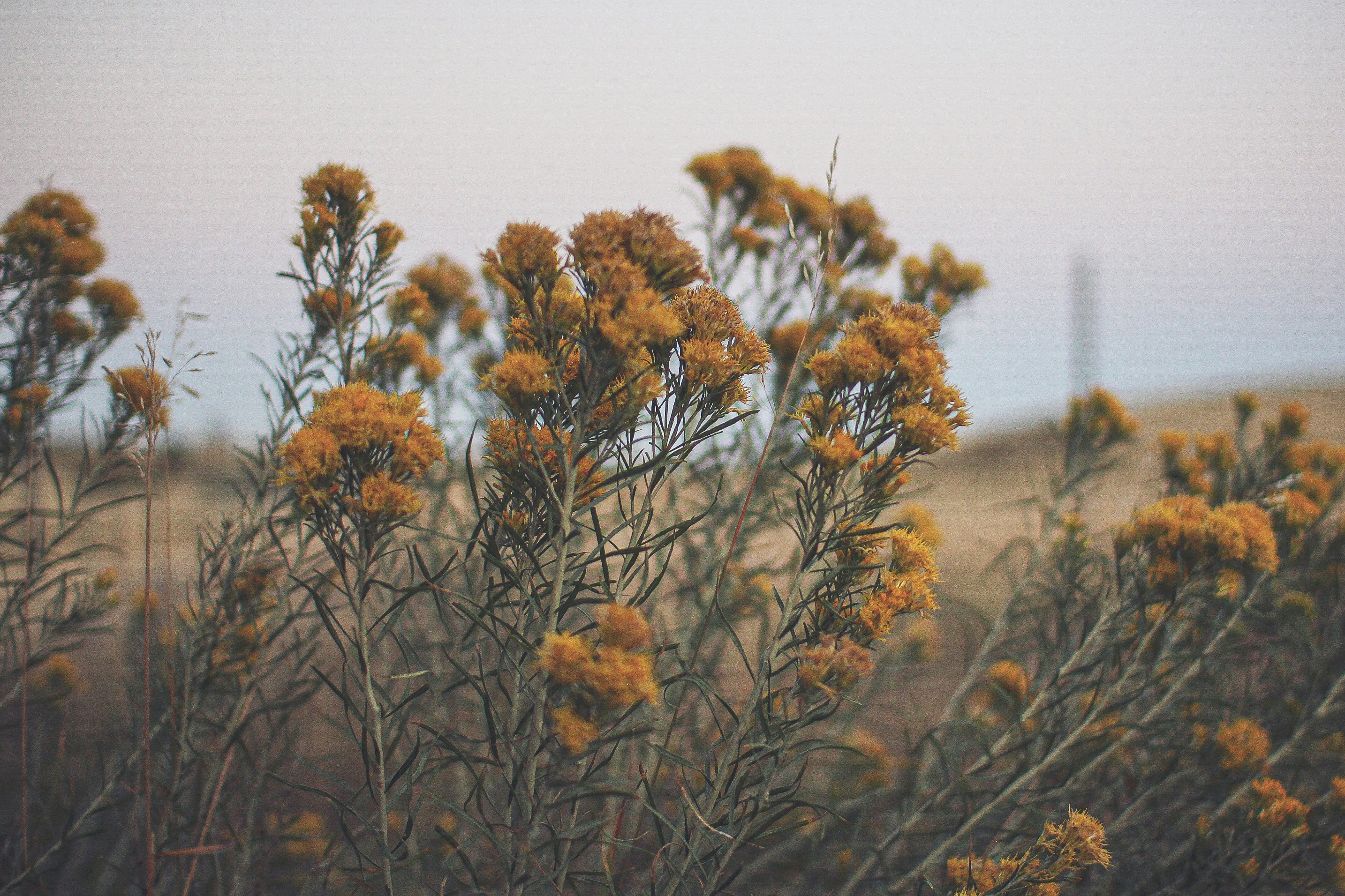 a bunch of yellow flowers in a field