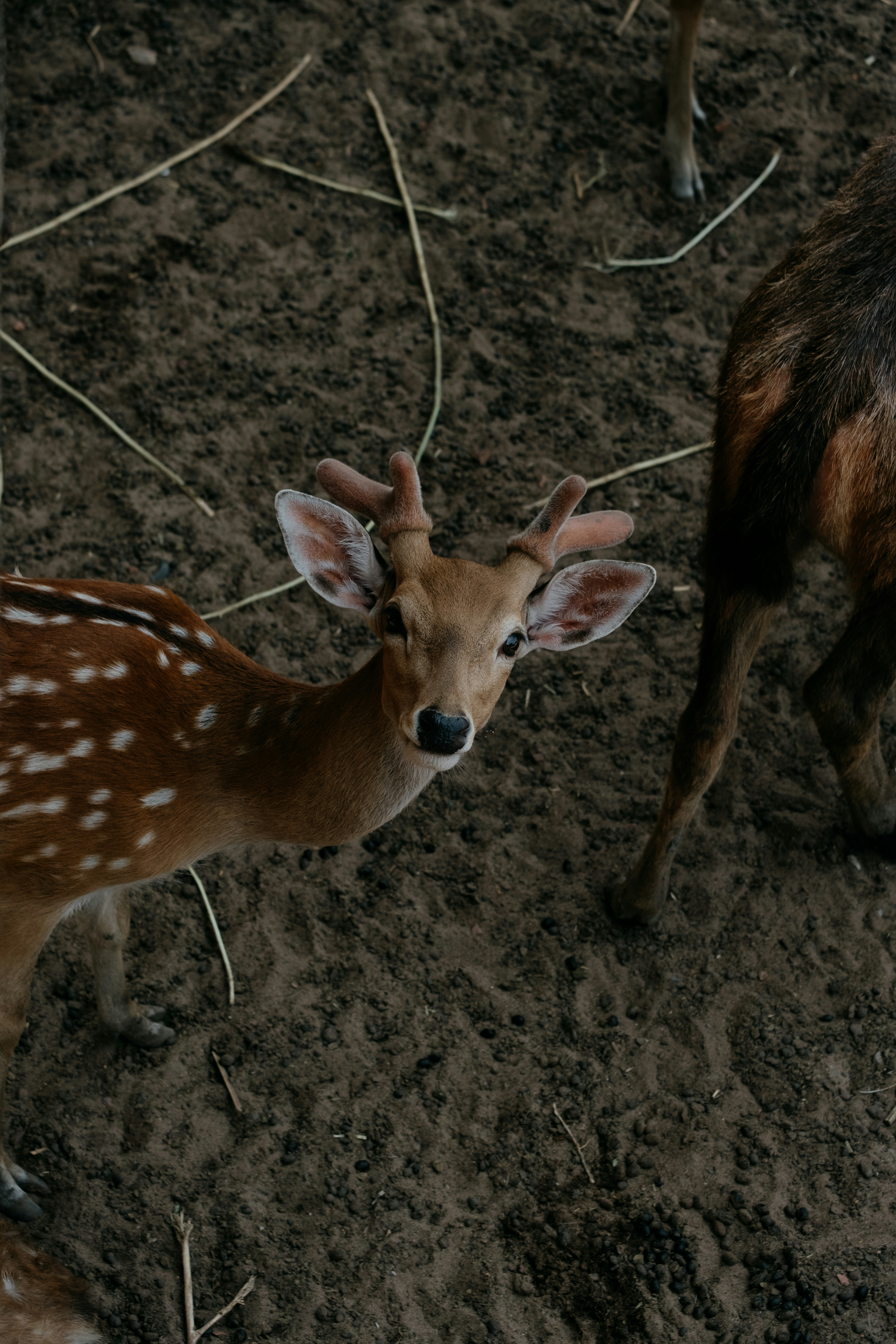 Direct Gaze of a Young Fawn in a Muddy Clearing