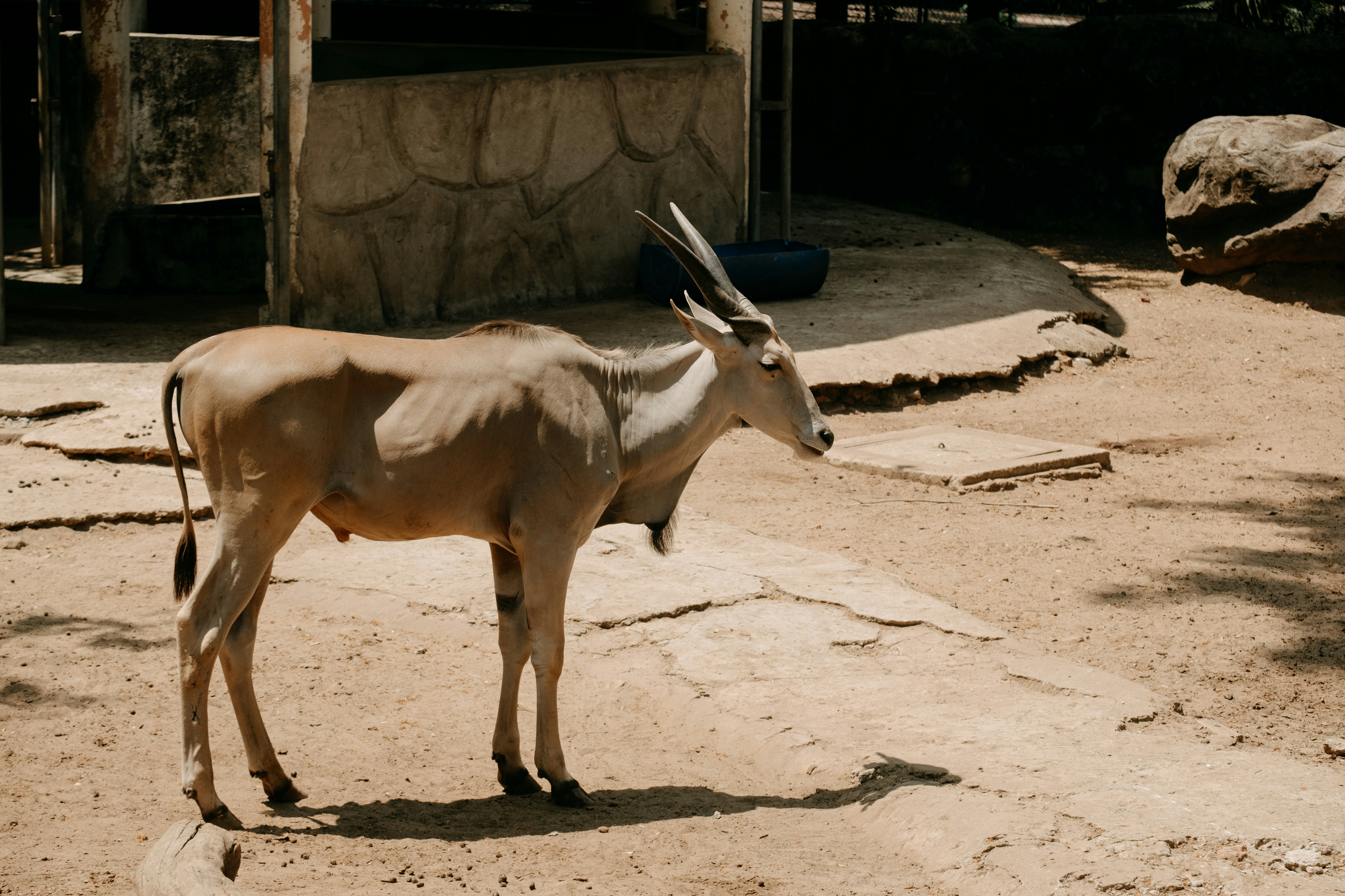 Sunlit Gazelle Pause in a Sparse Enclosure