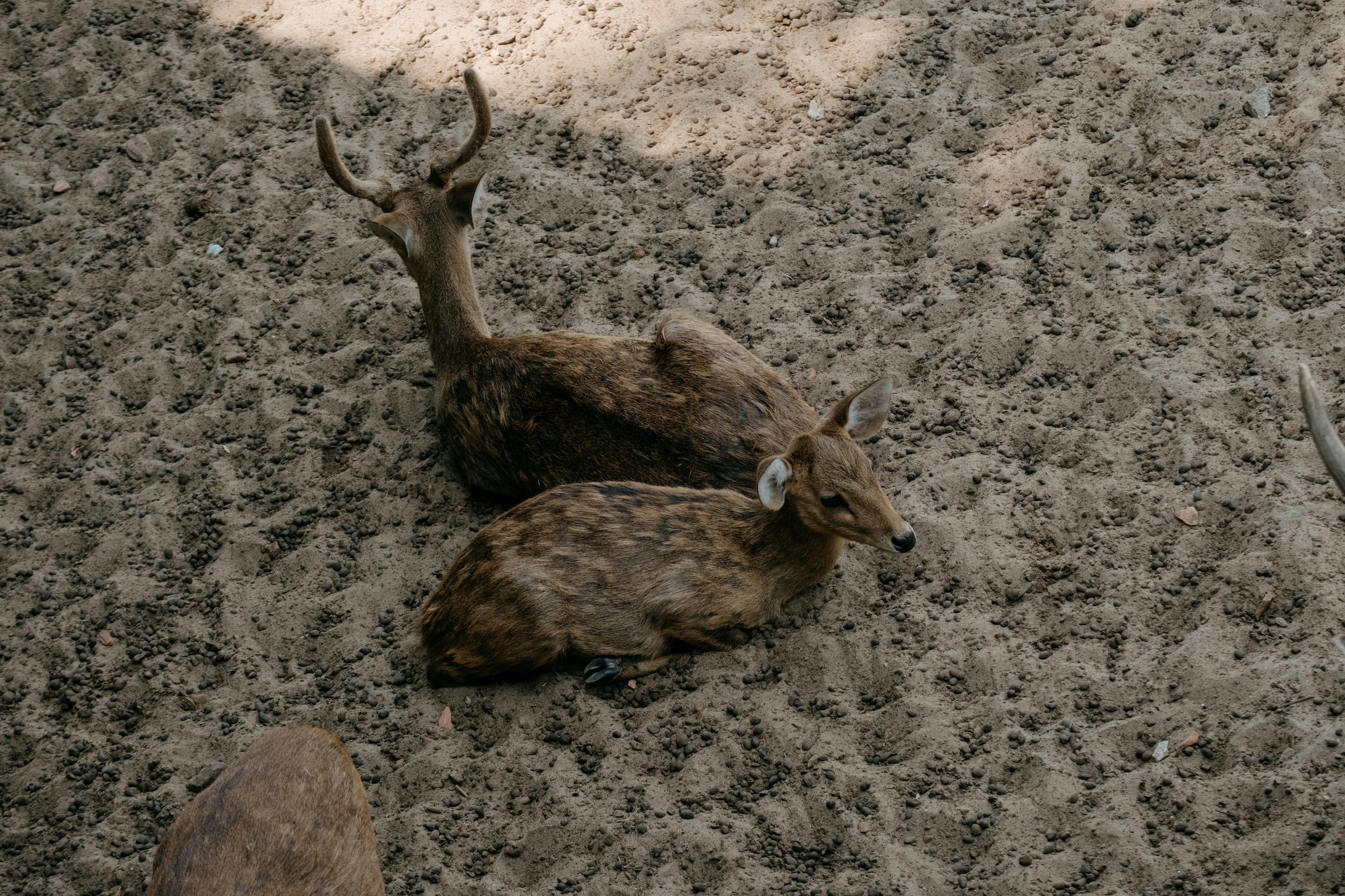 Antlered Sentinel and Quiet Fawn Rest on Weathered Ground