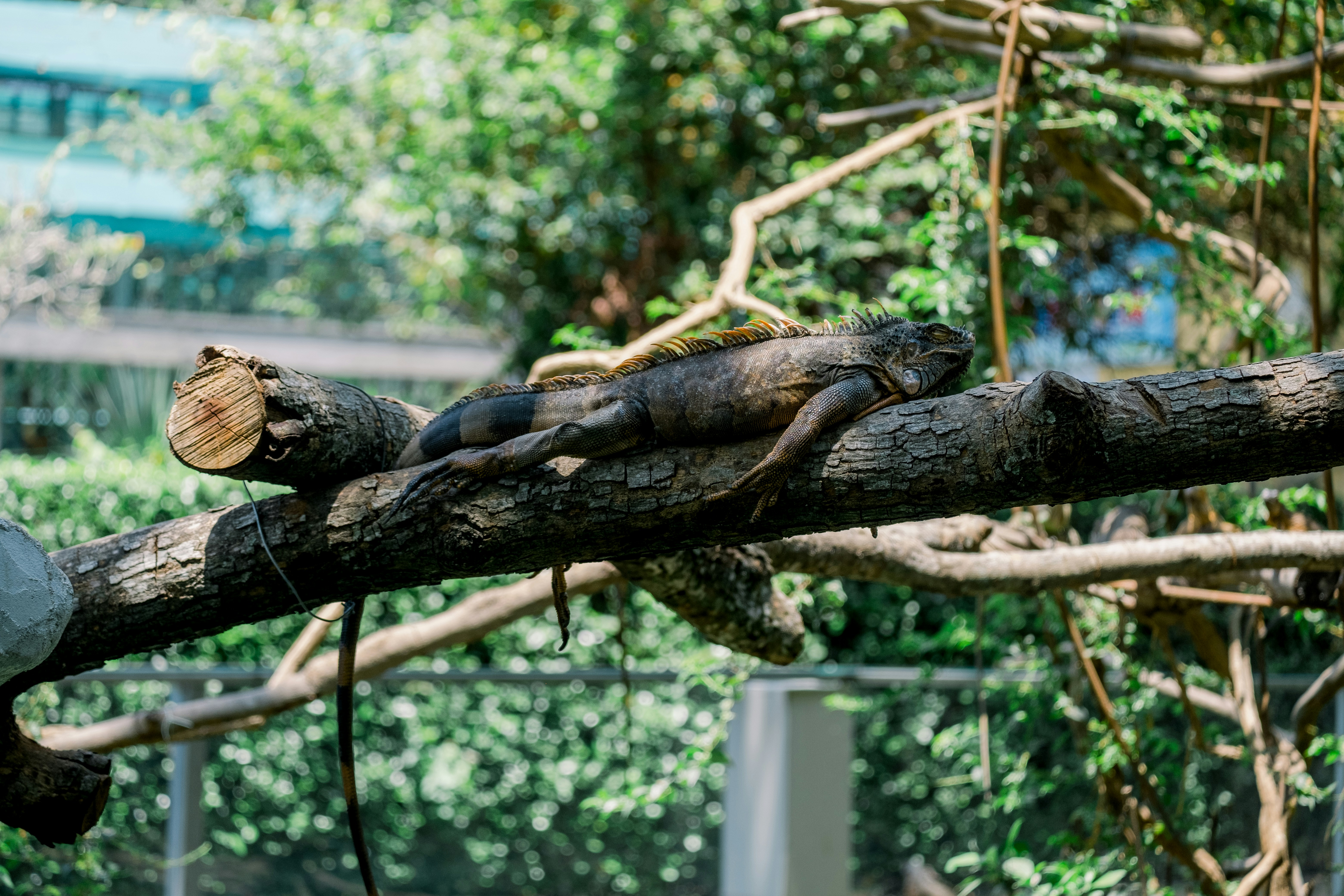 Photo by Kounotori with Fujifilm X-T3