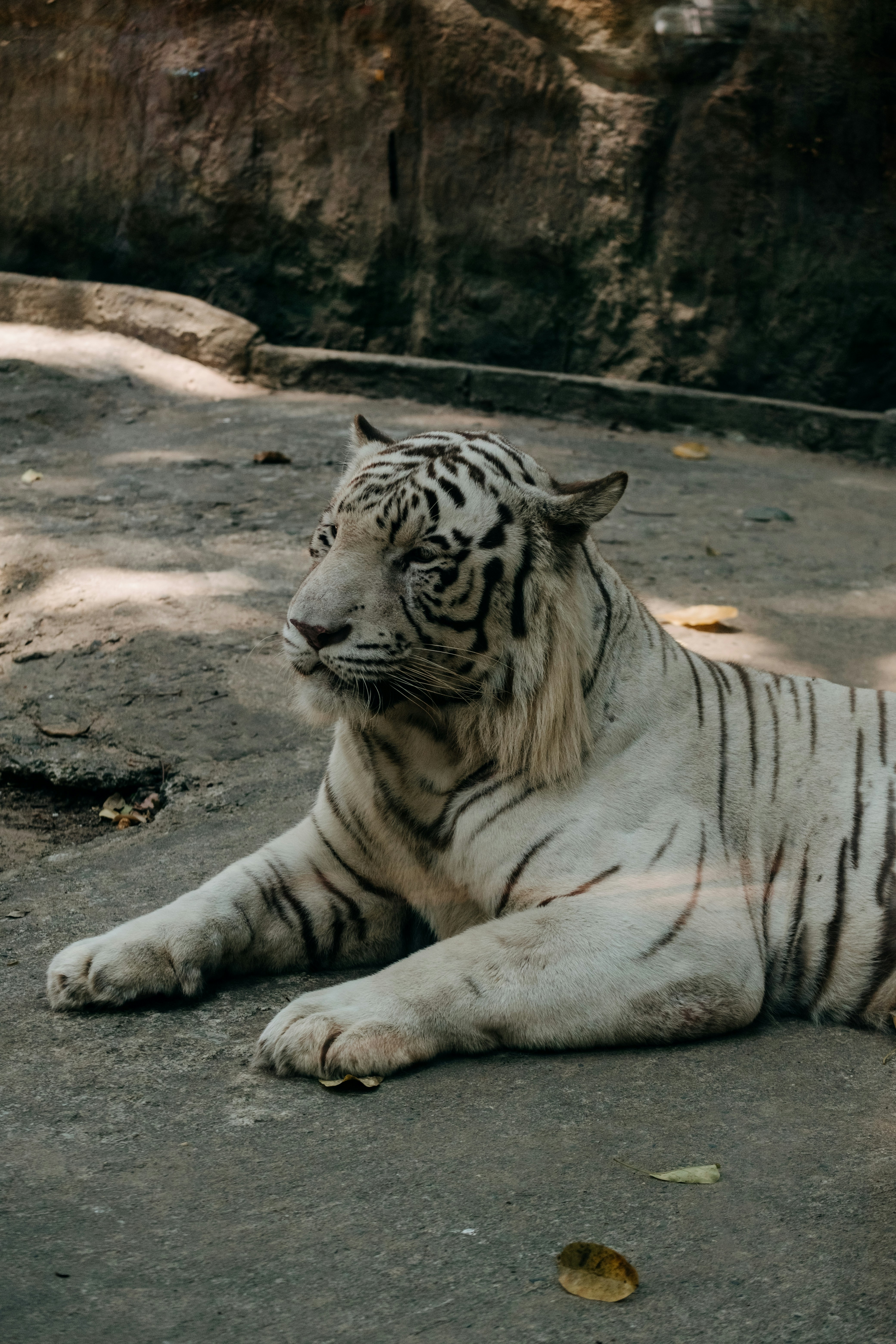 Dappled Calm: White Tiger at Rest in a Shaded Enclosure