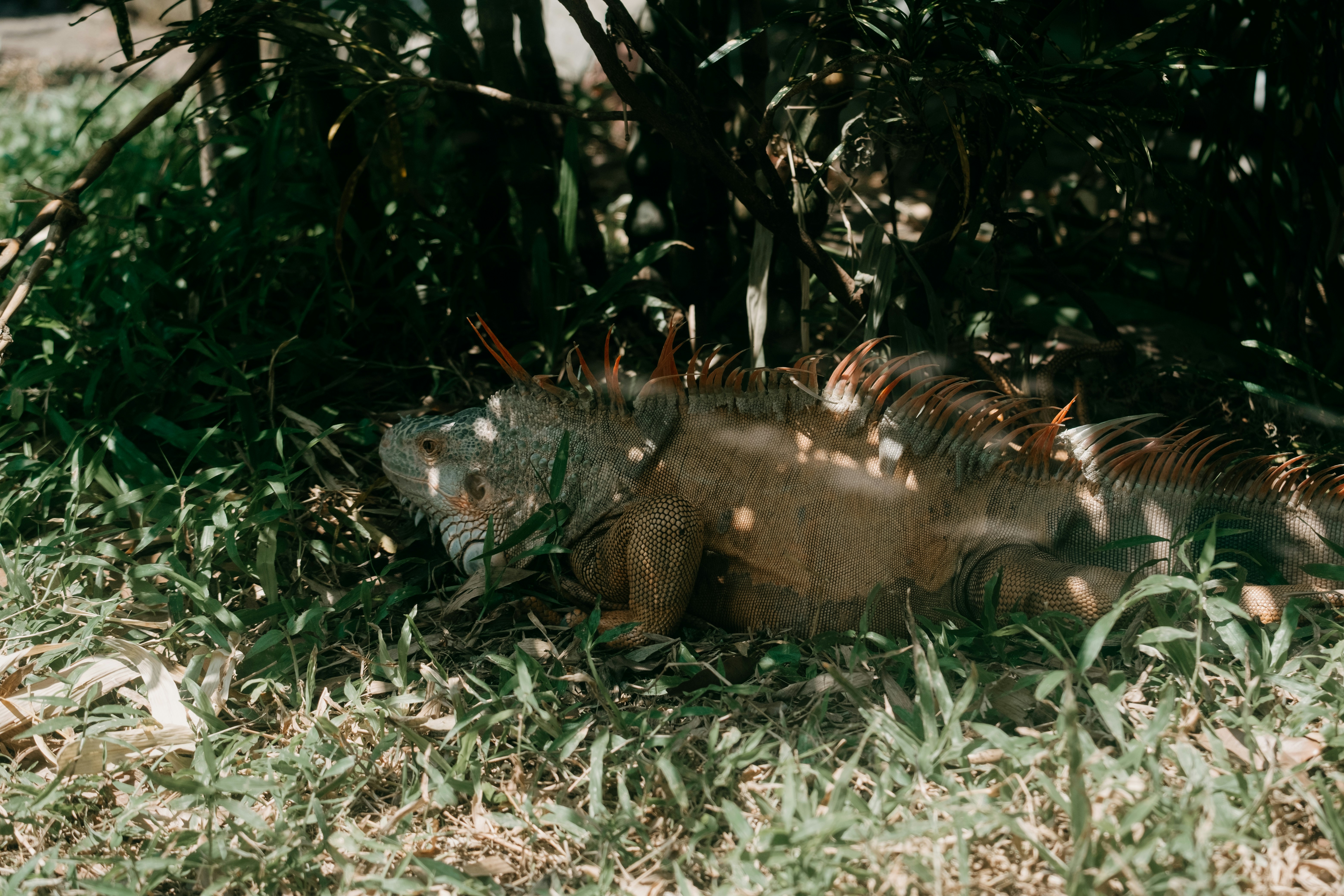 Shadowed Ember: A Monitor Lizard Resting Along a Sun-Dappled Underbrush