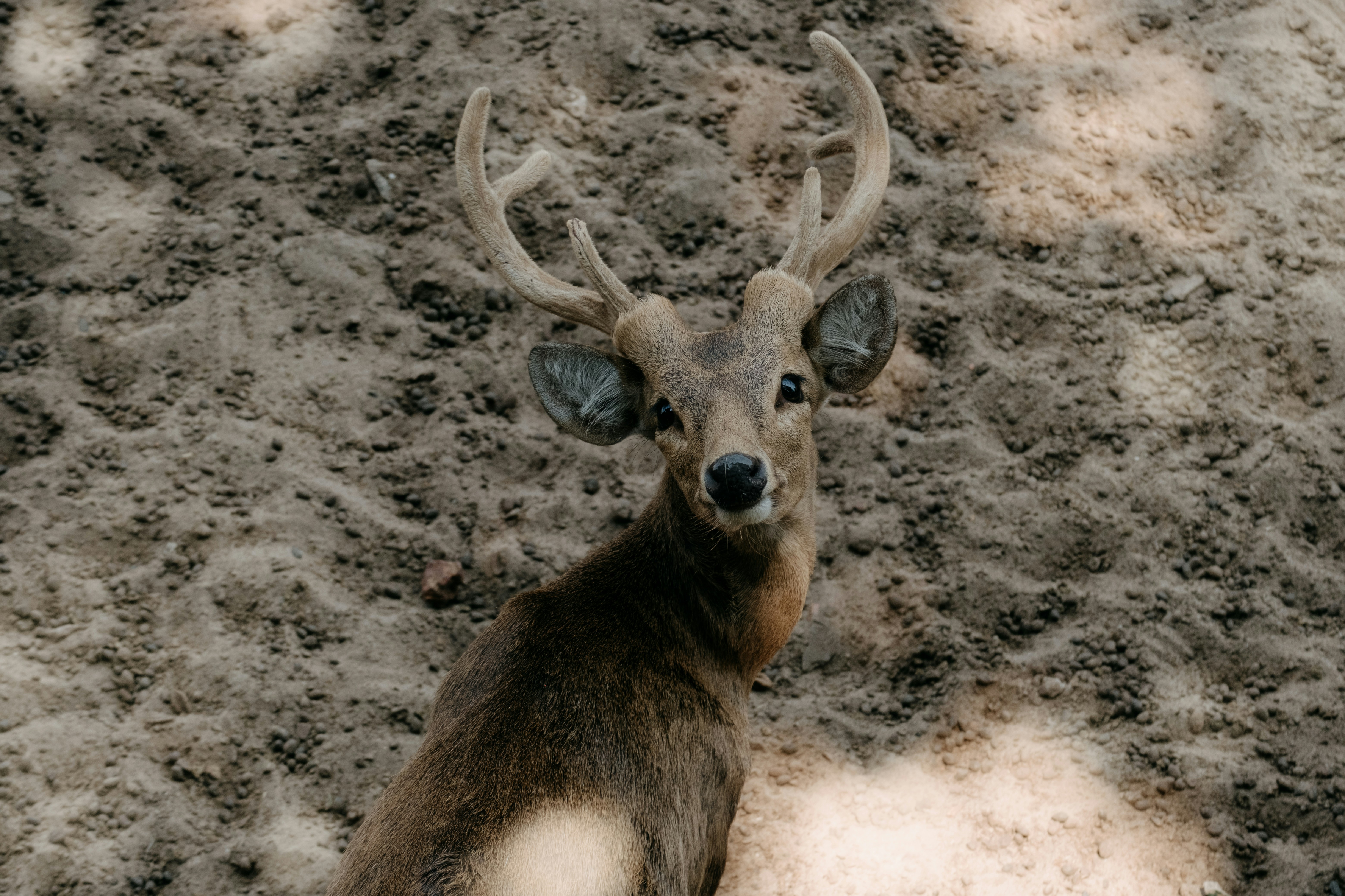 Animal Head Pictures | Download Free Images on Unsplash