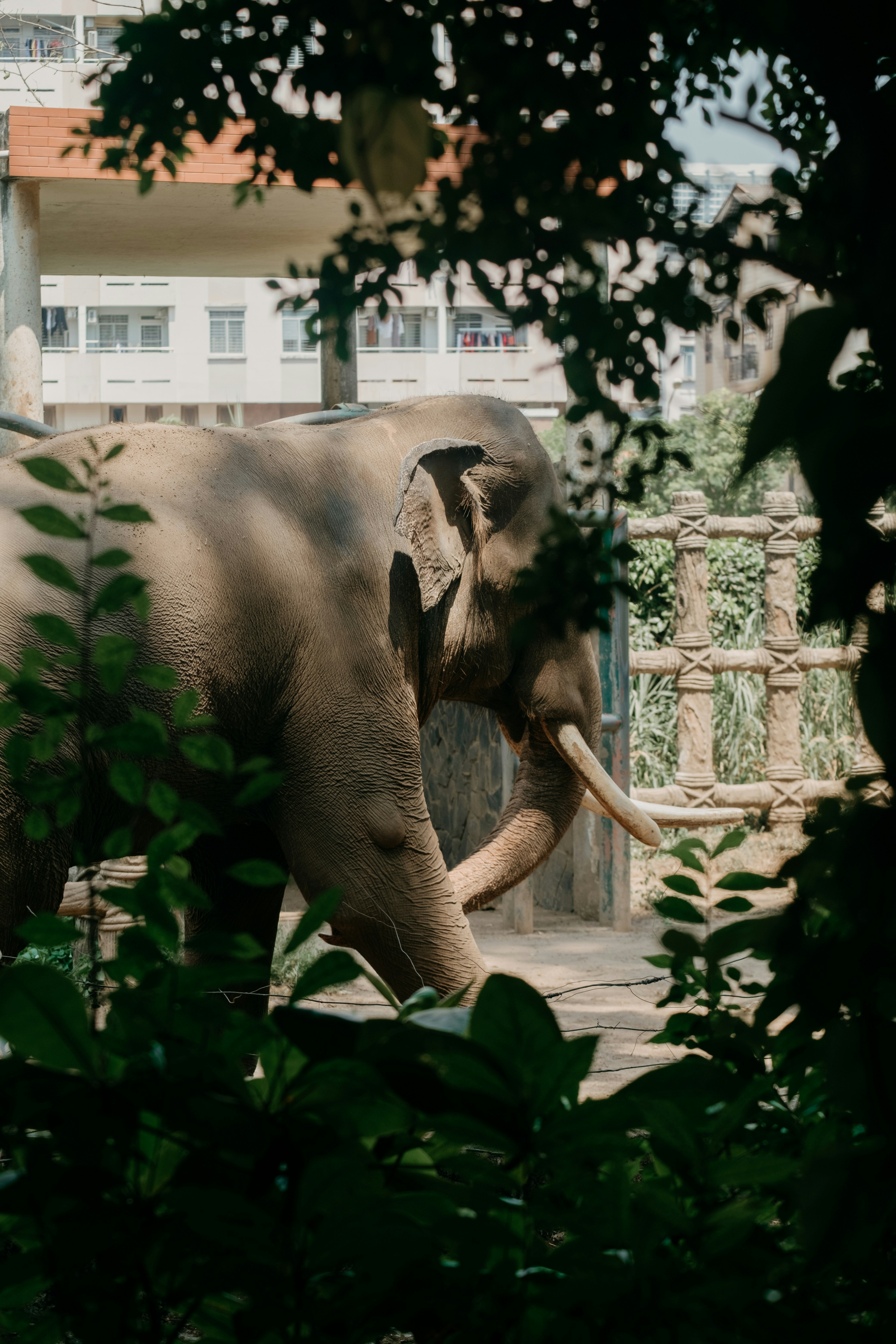 Through the Green Veil: An Elephant Pauses in a Shaded Enclosure
