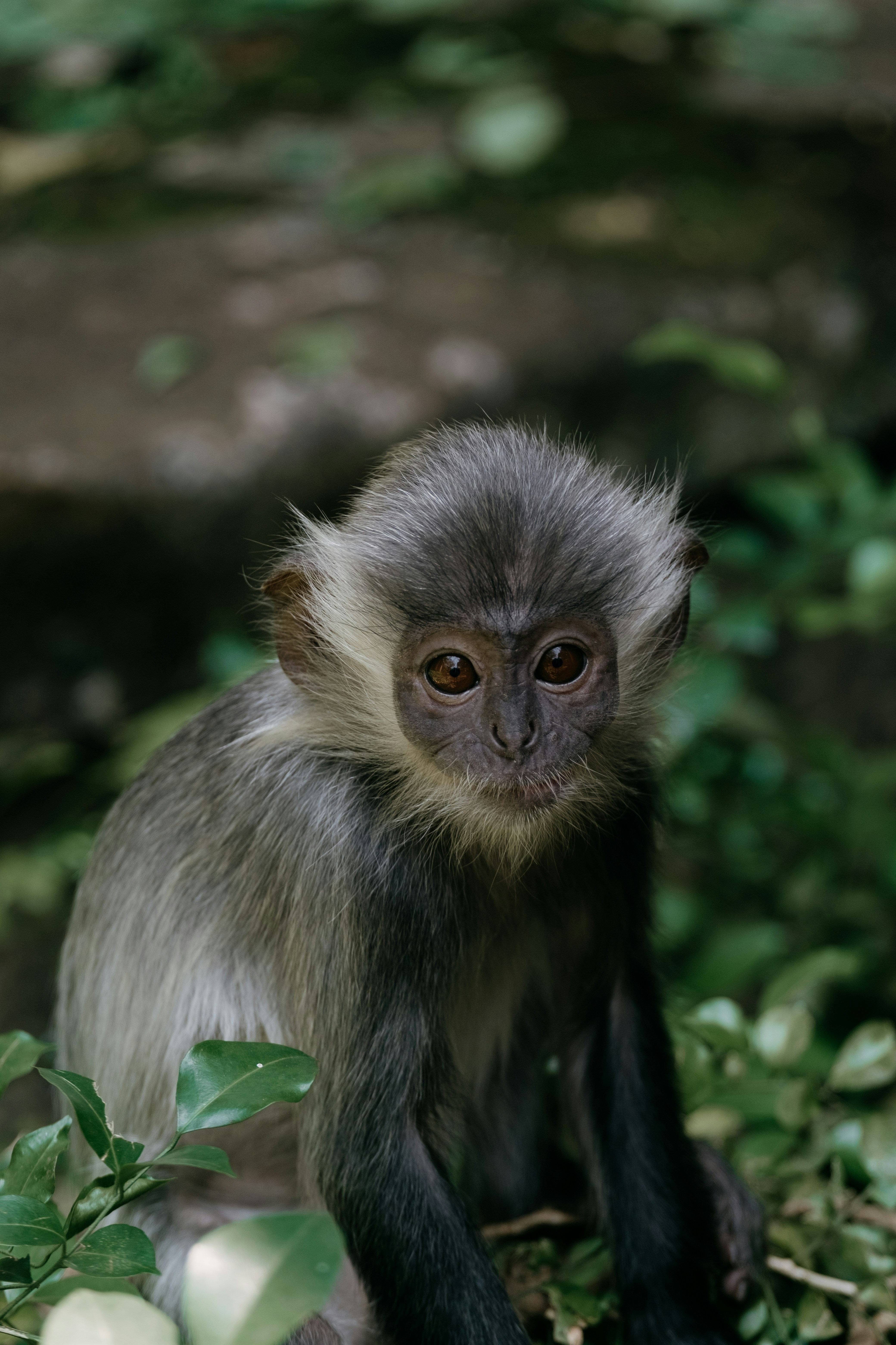 Monkey Pfp Pictures | Download Free Images on Unsplash