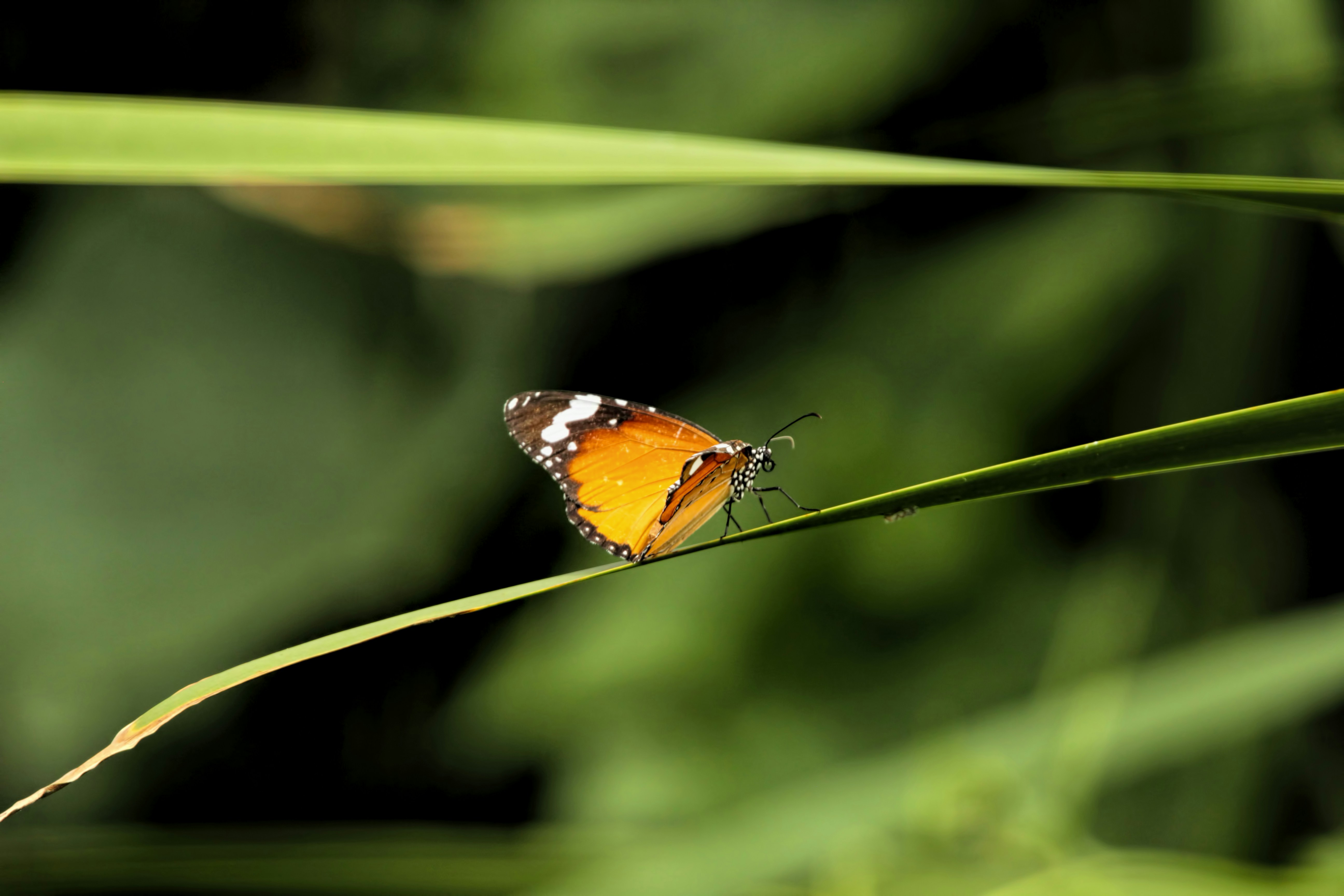 Edgewalk: An Orange Butterfly on a Grassy Ribbon