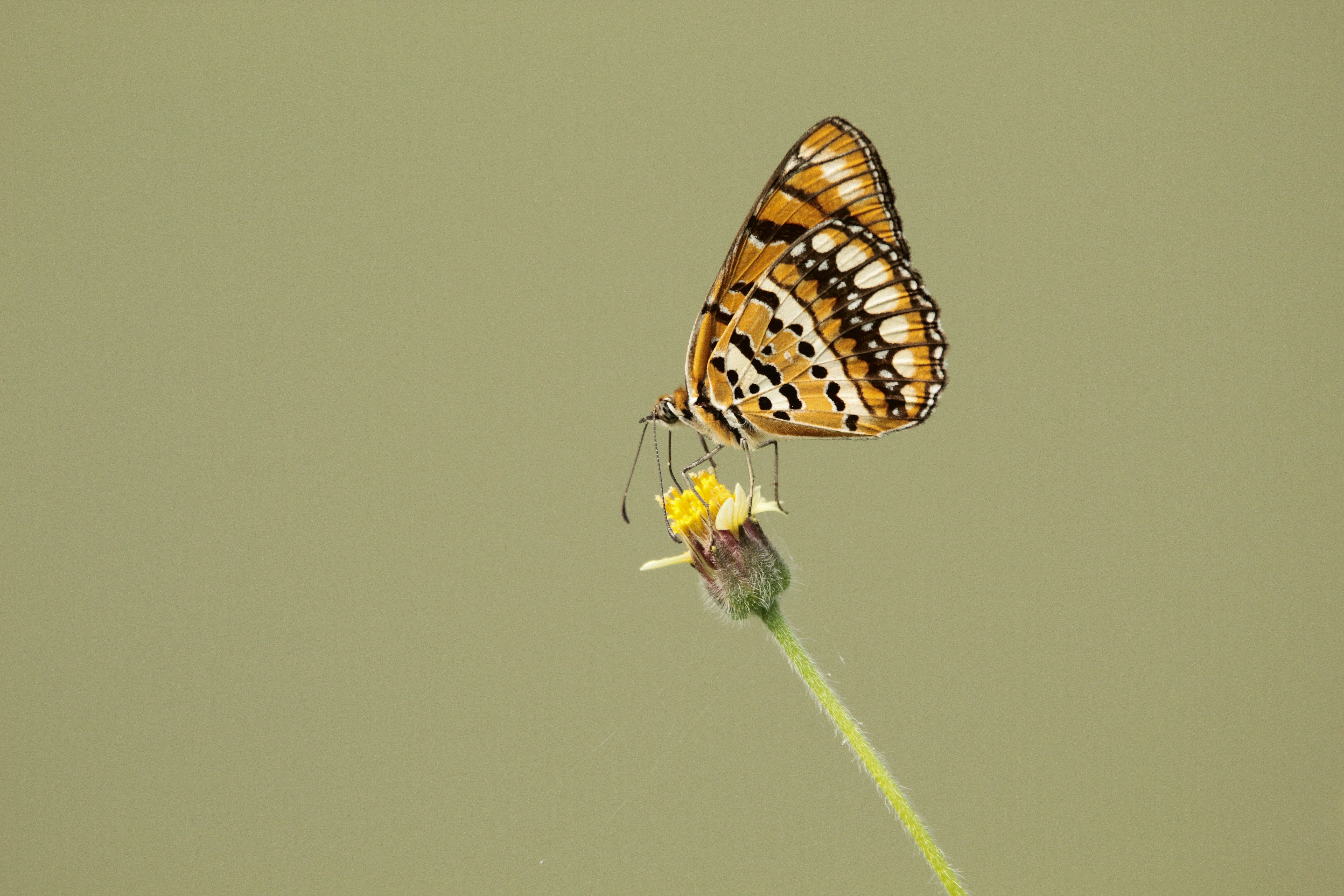 Butterfly - Butterfly wallpaper with Nature and Green Background