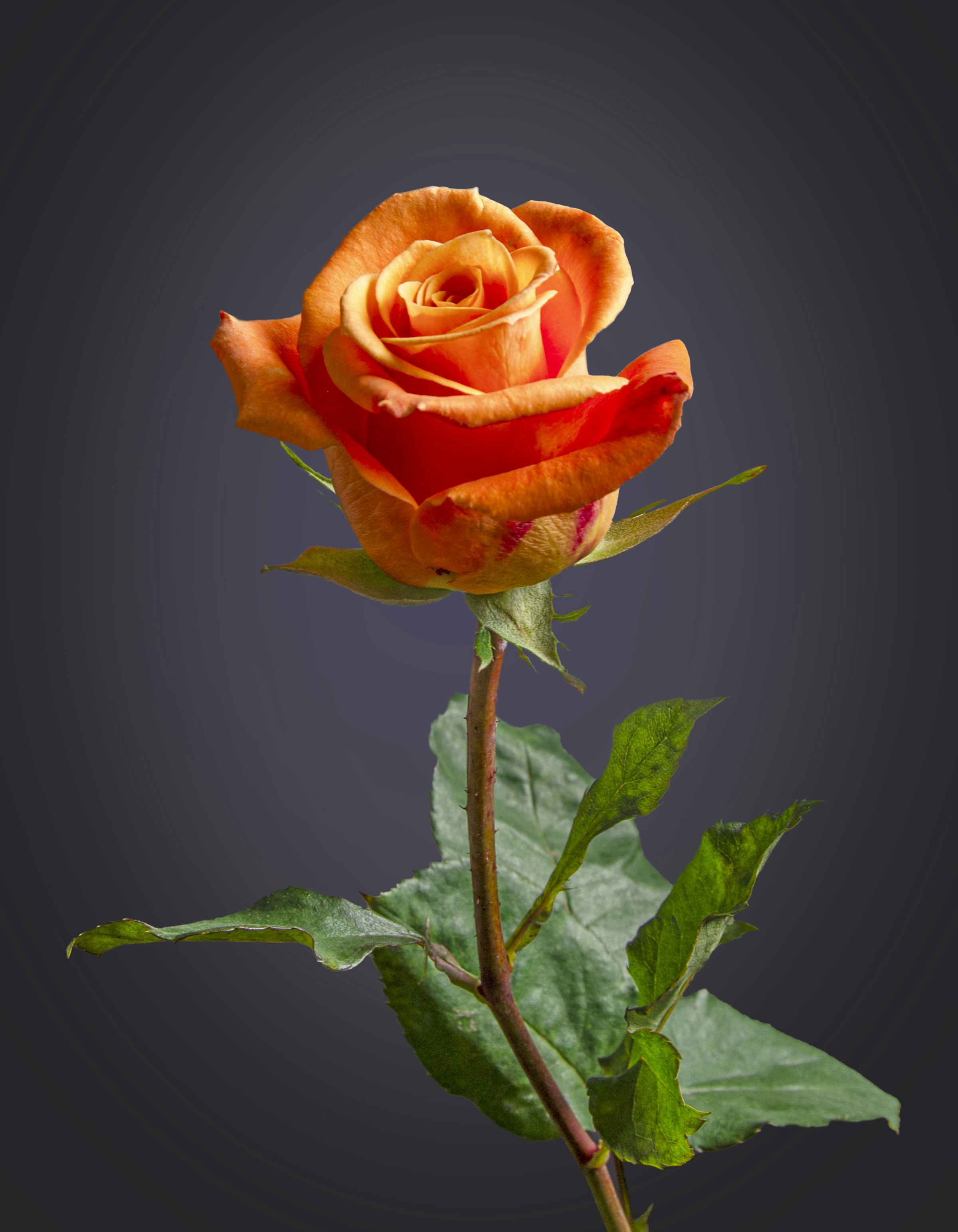Orange Rose in Soft Backdrop: A Solo Bloom Rising Against Shadow