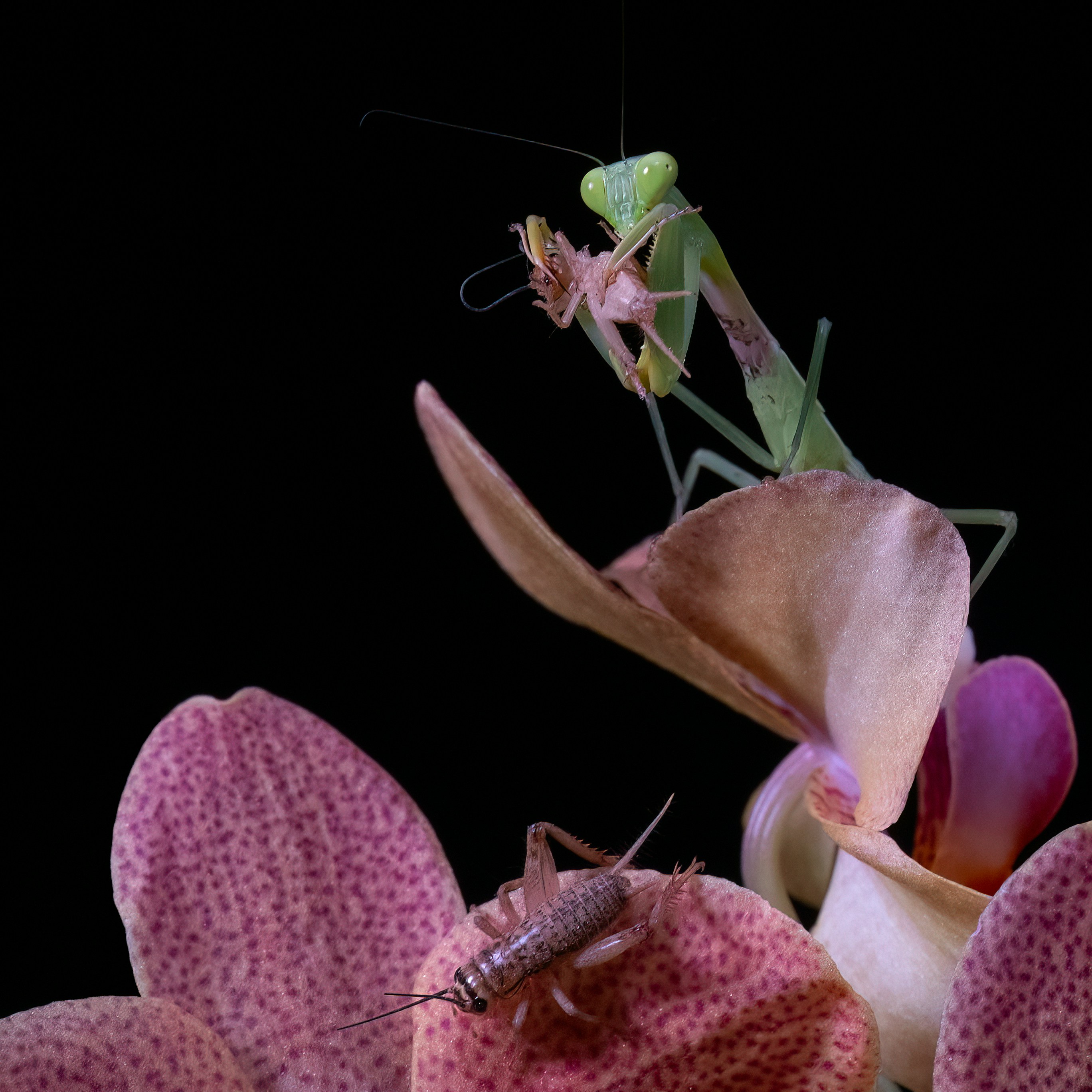 Emerald Sentinel on Velvet Pink: A Macro Portrait of Praying Mantis and Orchid