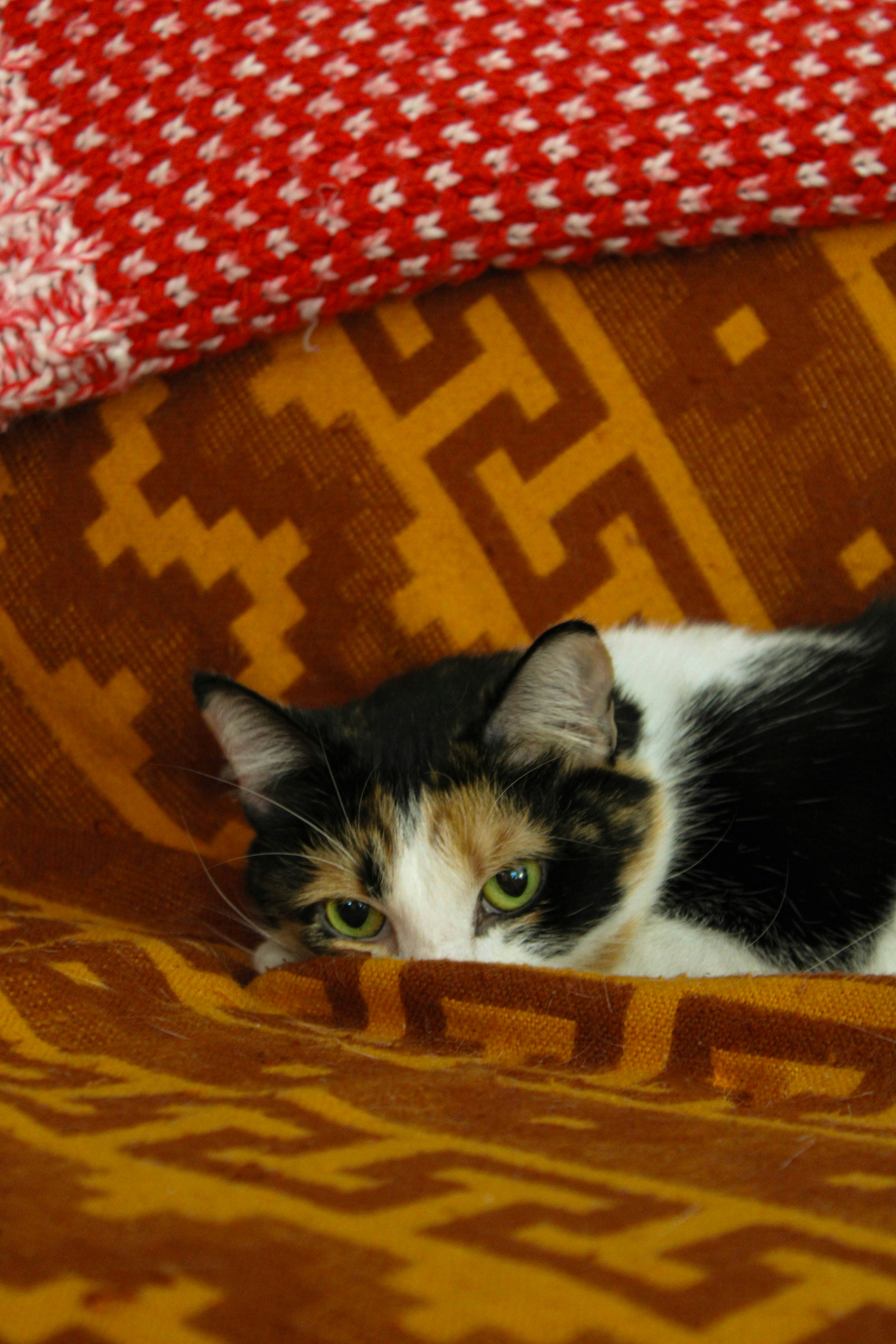 A calico cat laying on a patterned couch photo – Free Ga Image on Unsplash