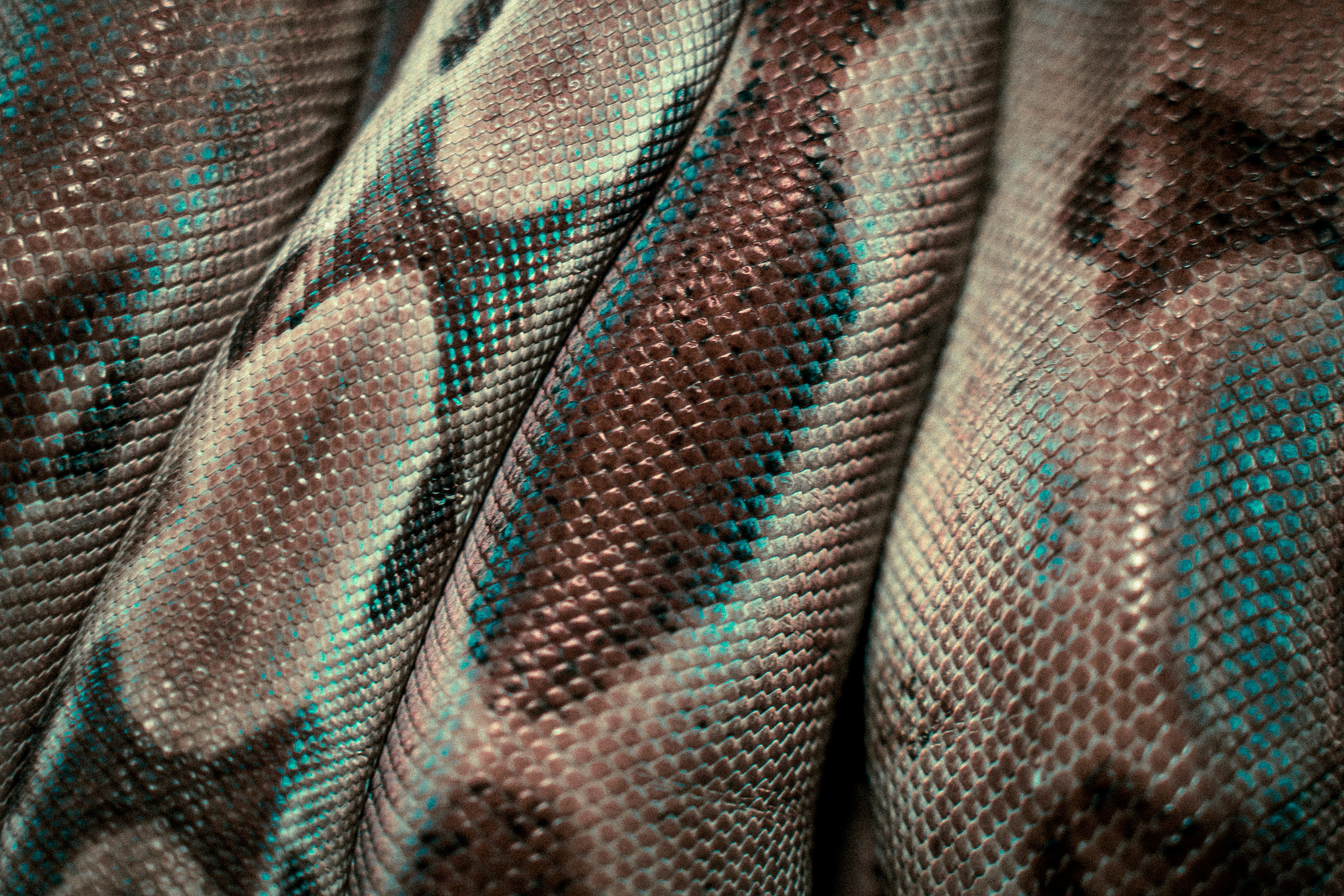 A close up of a snake skin texture photo – Free Animal Image on Unsplash