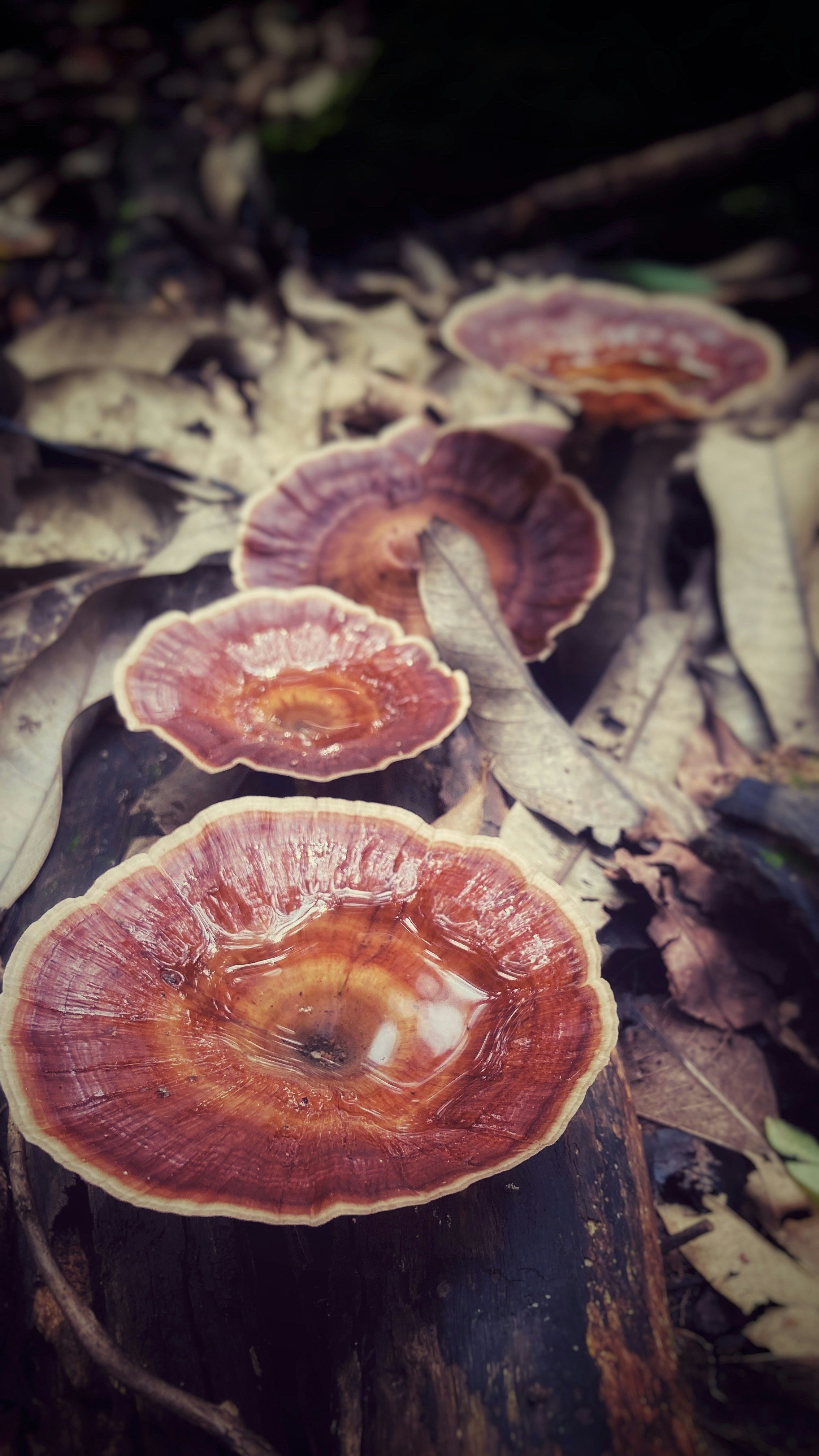 Amber-Ringed Shelf Fungi on a Weathered Log