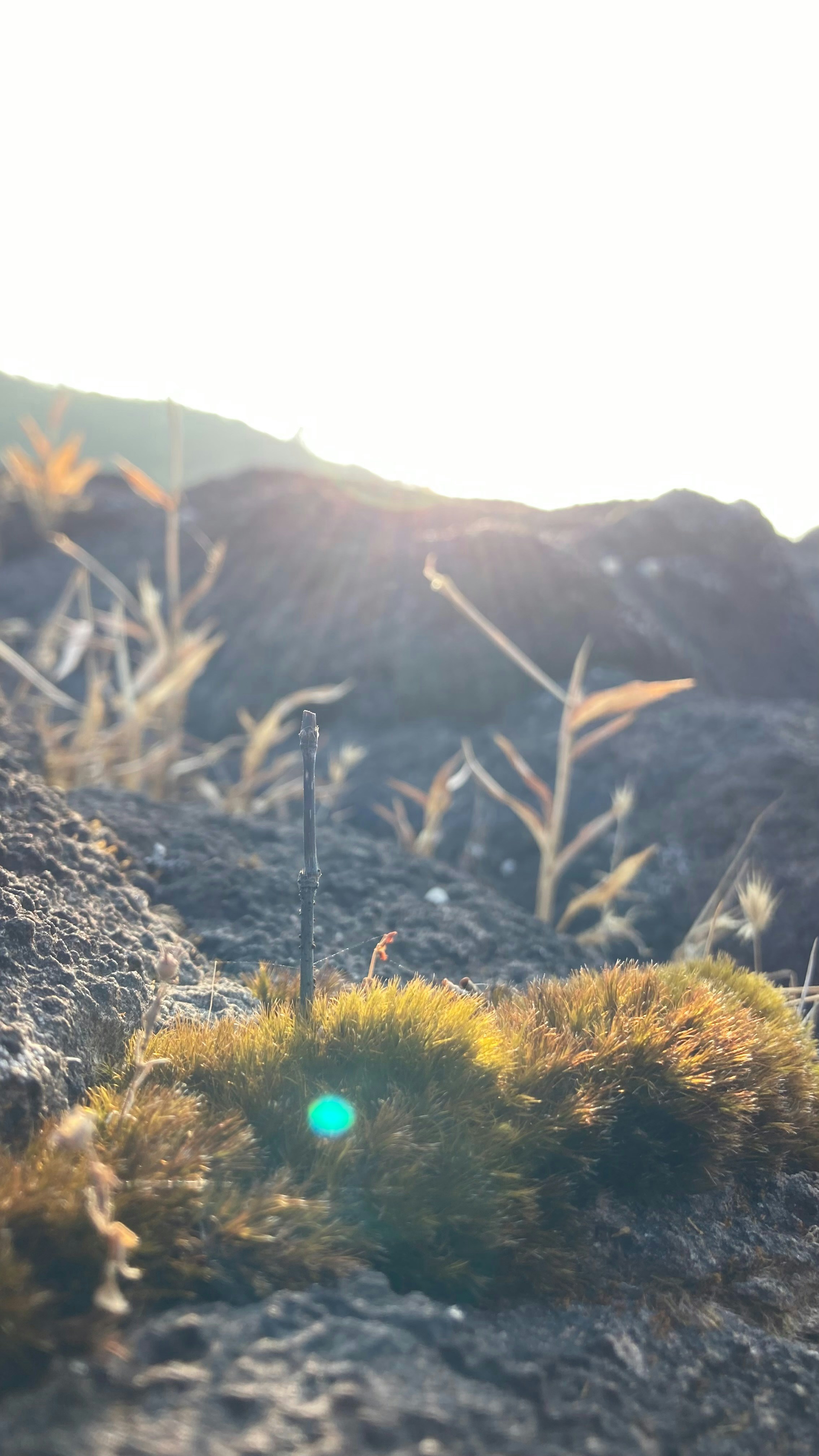 Photo by Pratiksha Sahu with Apple iPhone SE