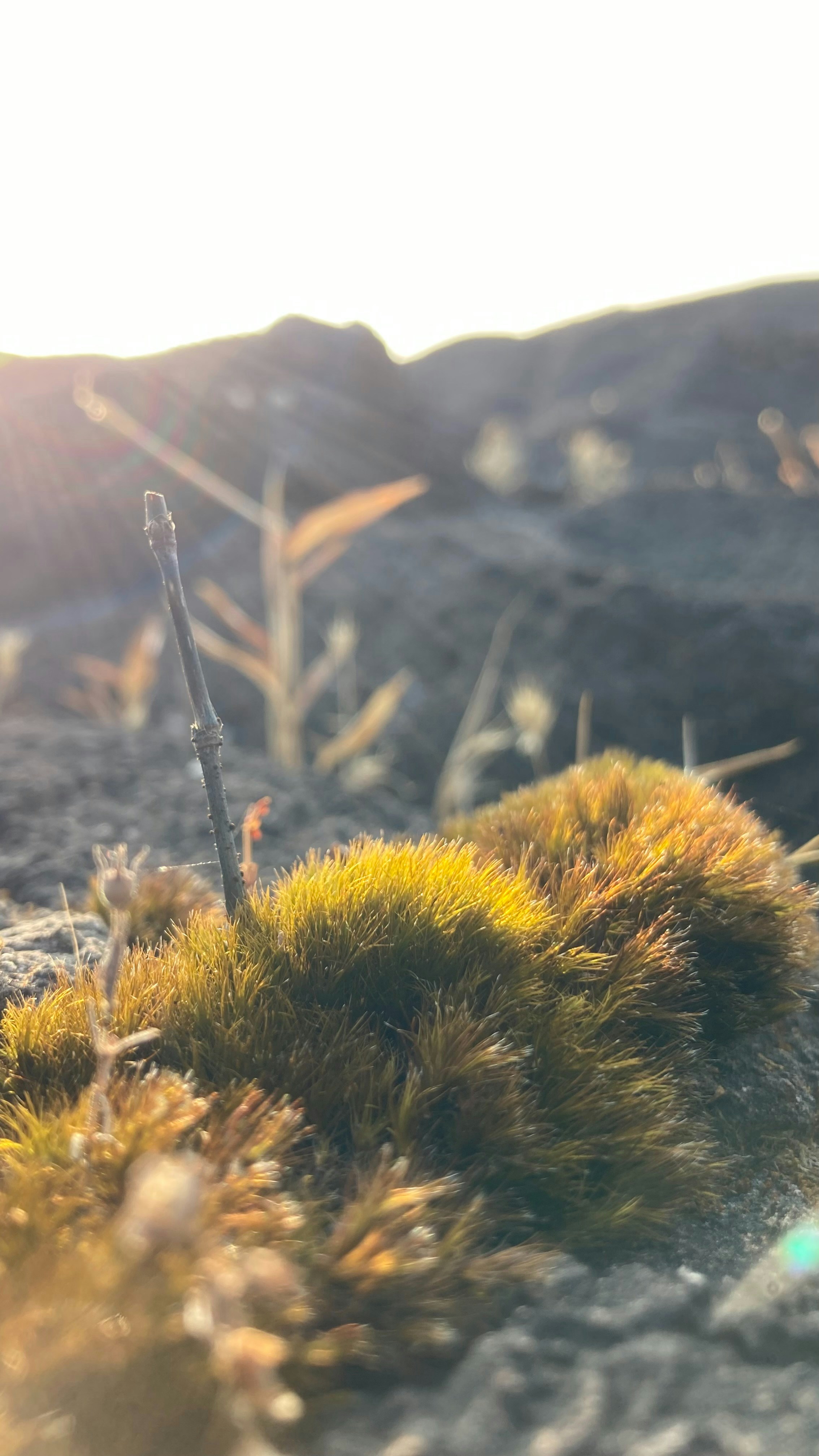 Sunlit moss on a windswept rock at golden hour