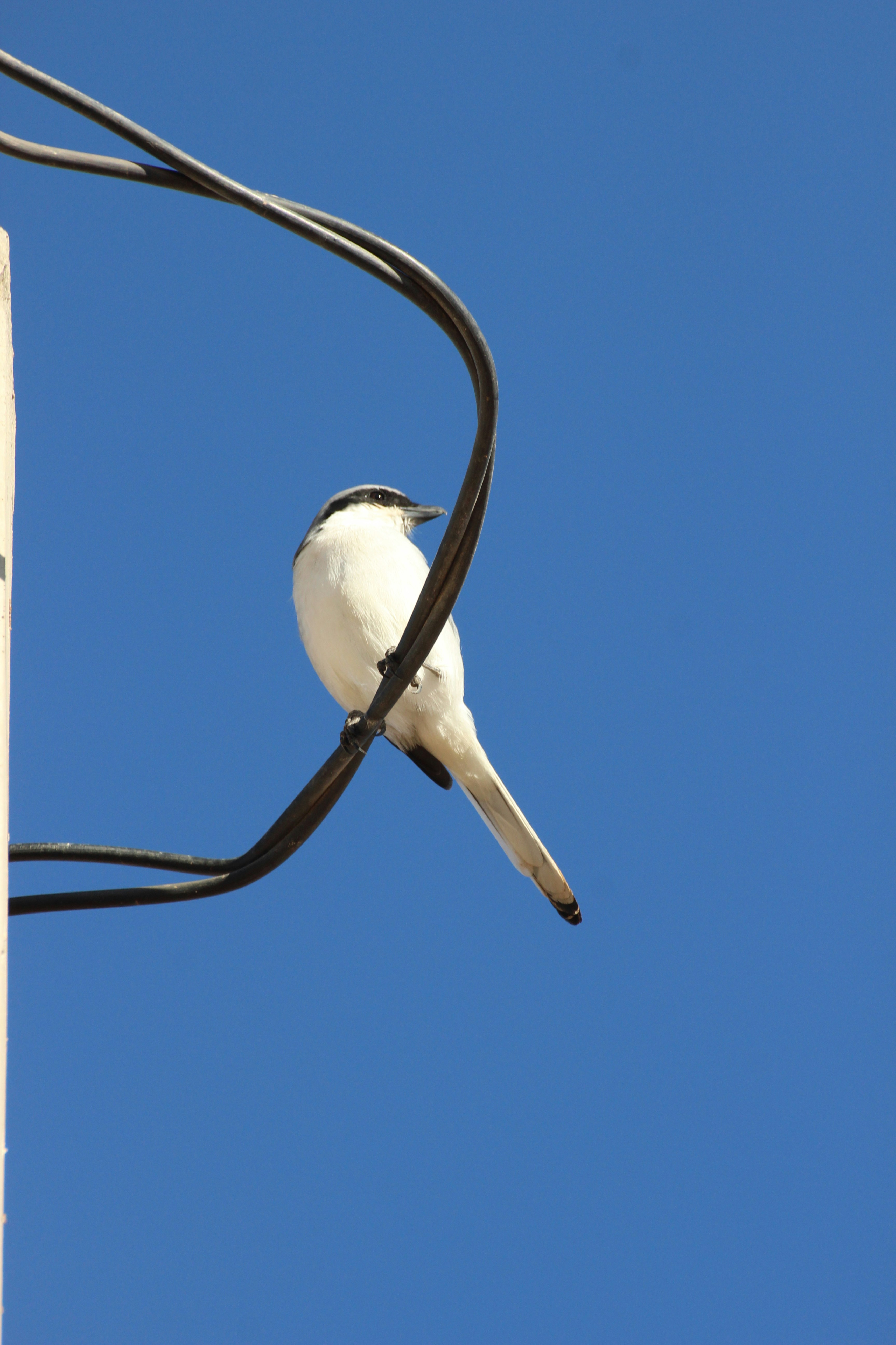 Urban Perch: White Wagtail on Curved Wires Against a Cobalt Sky