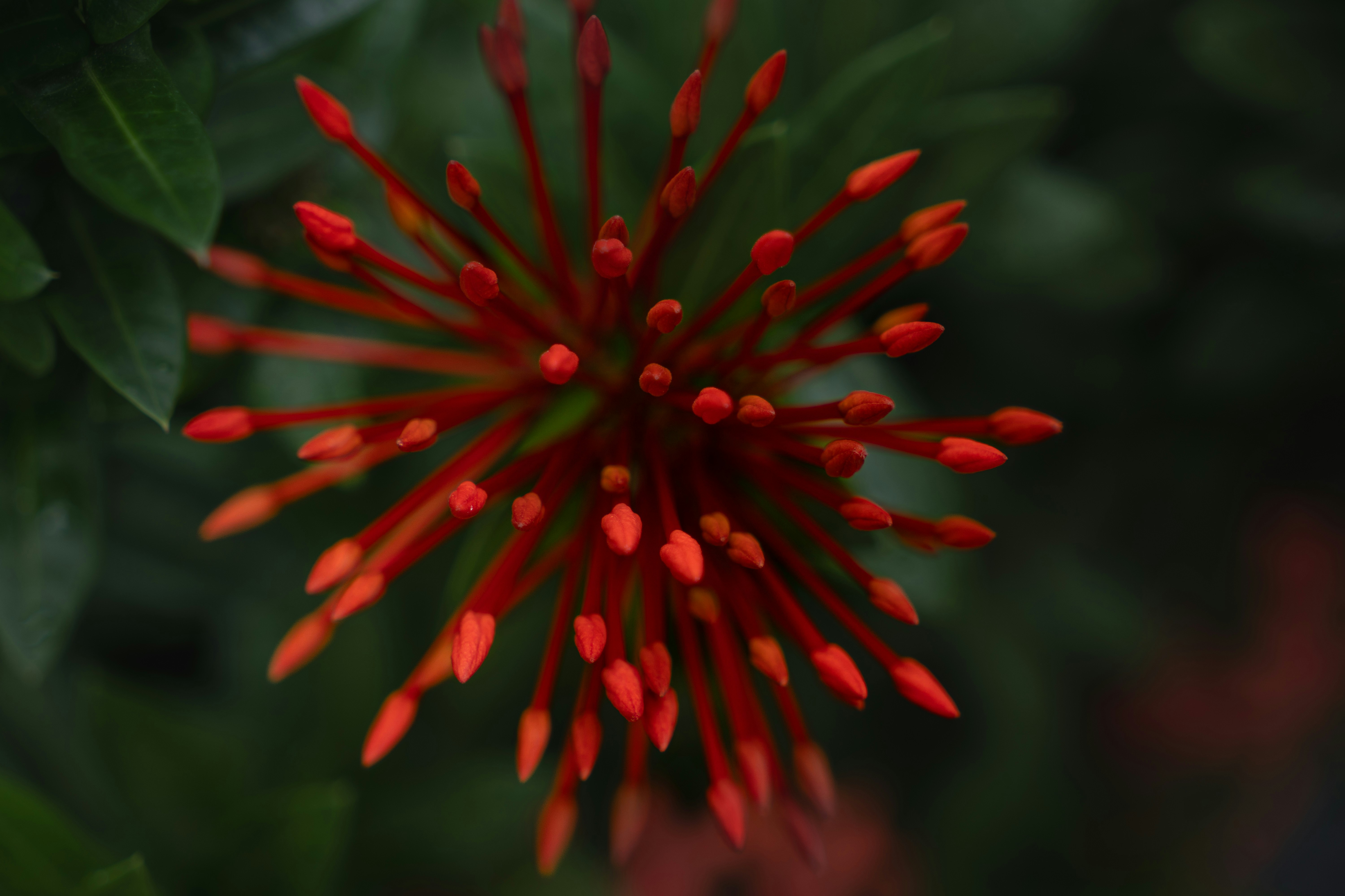 Crimson Starburst: Macro Close-Up of a Red Firework Flower