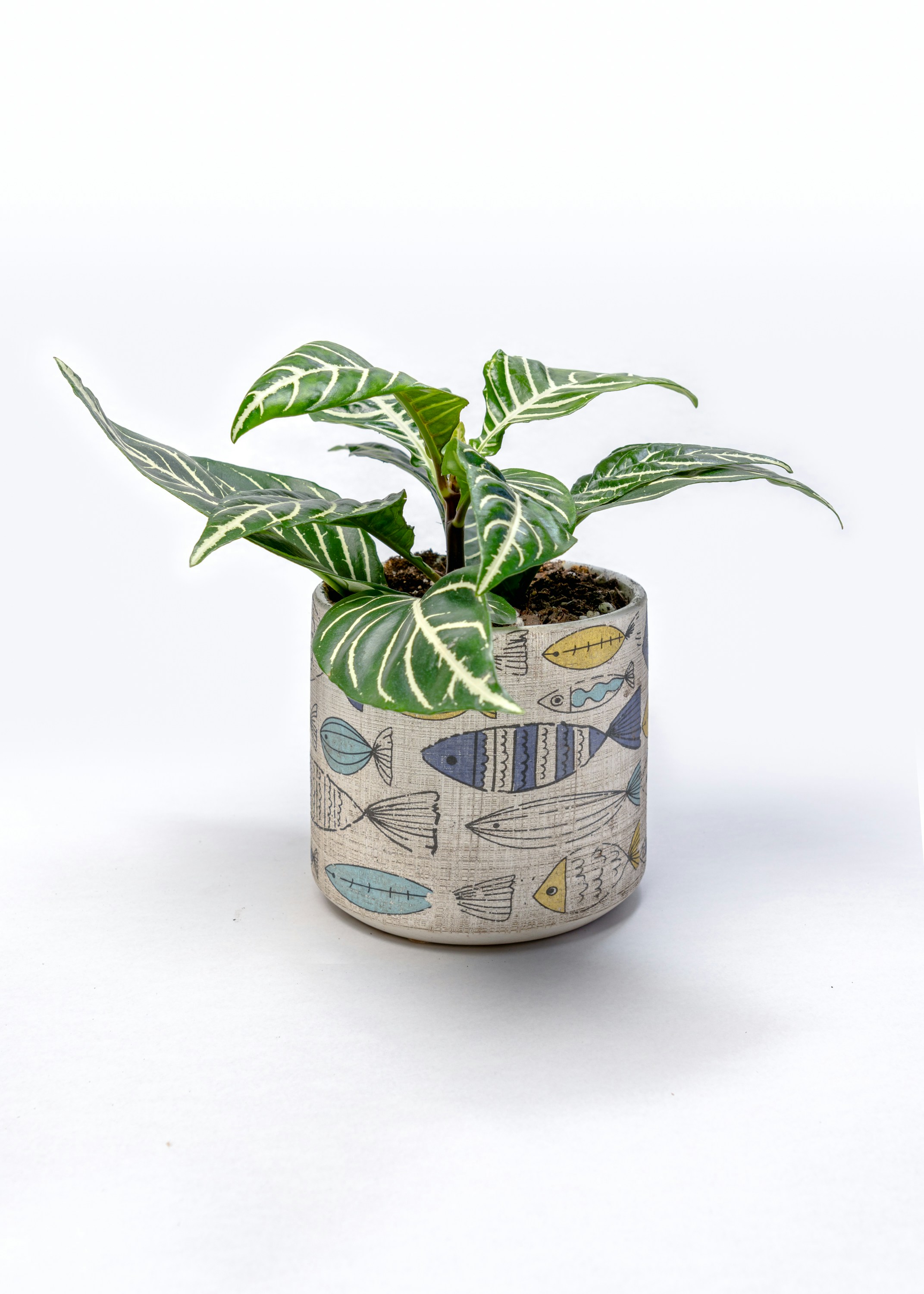 A studio-shot photograph of a variegated green plant in a cylindrical pot decorated with fish motifs. The composition emphasizes clean negative space.