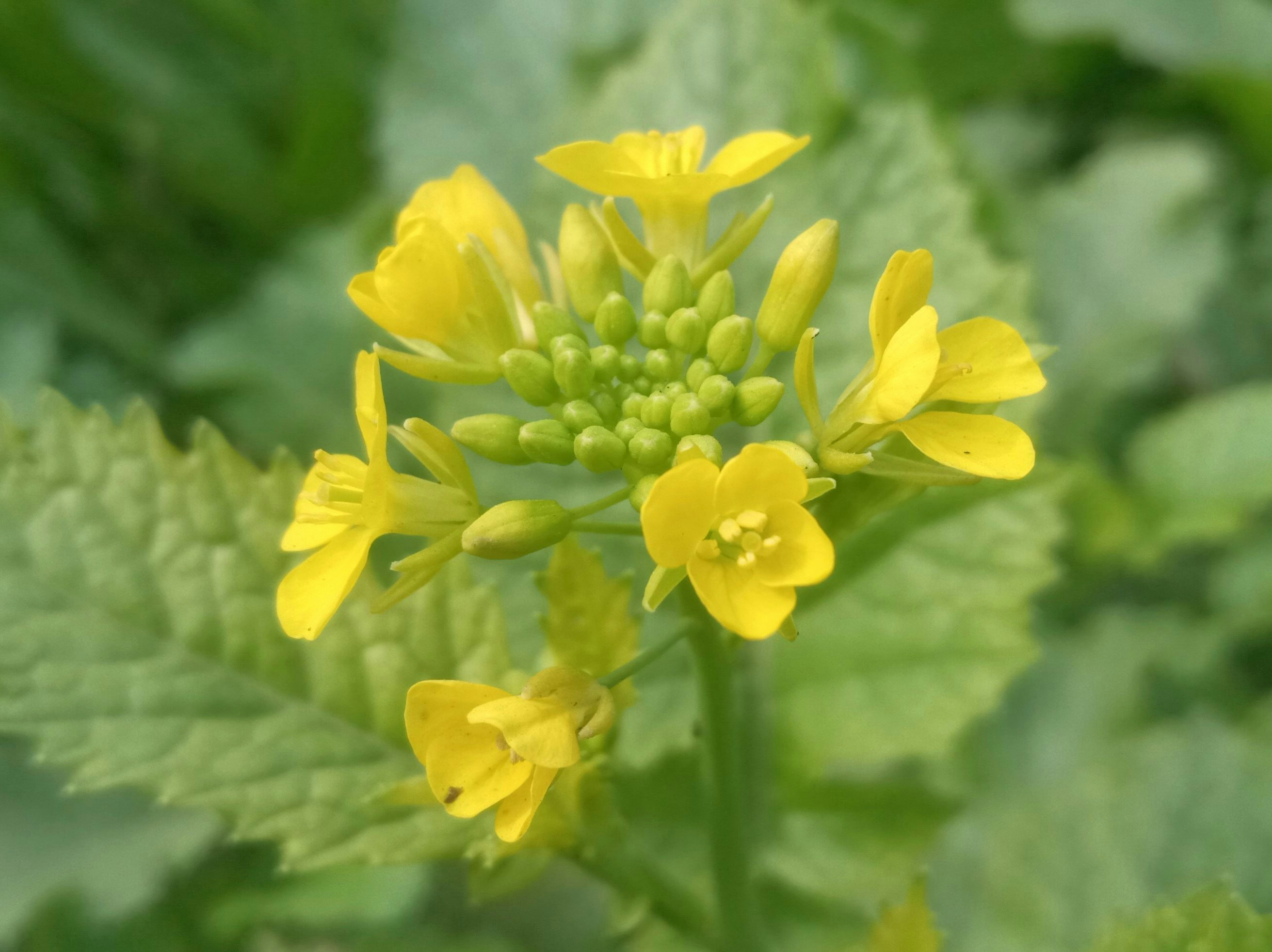 Mustard Blossom Microscape: a tiny yellow bouquet crowned by soft green bokeh