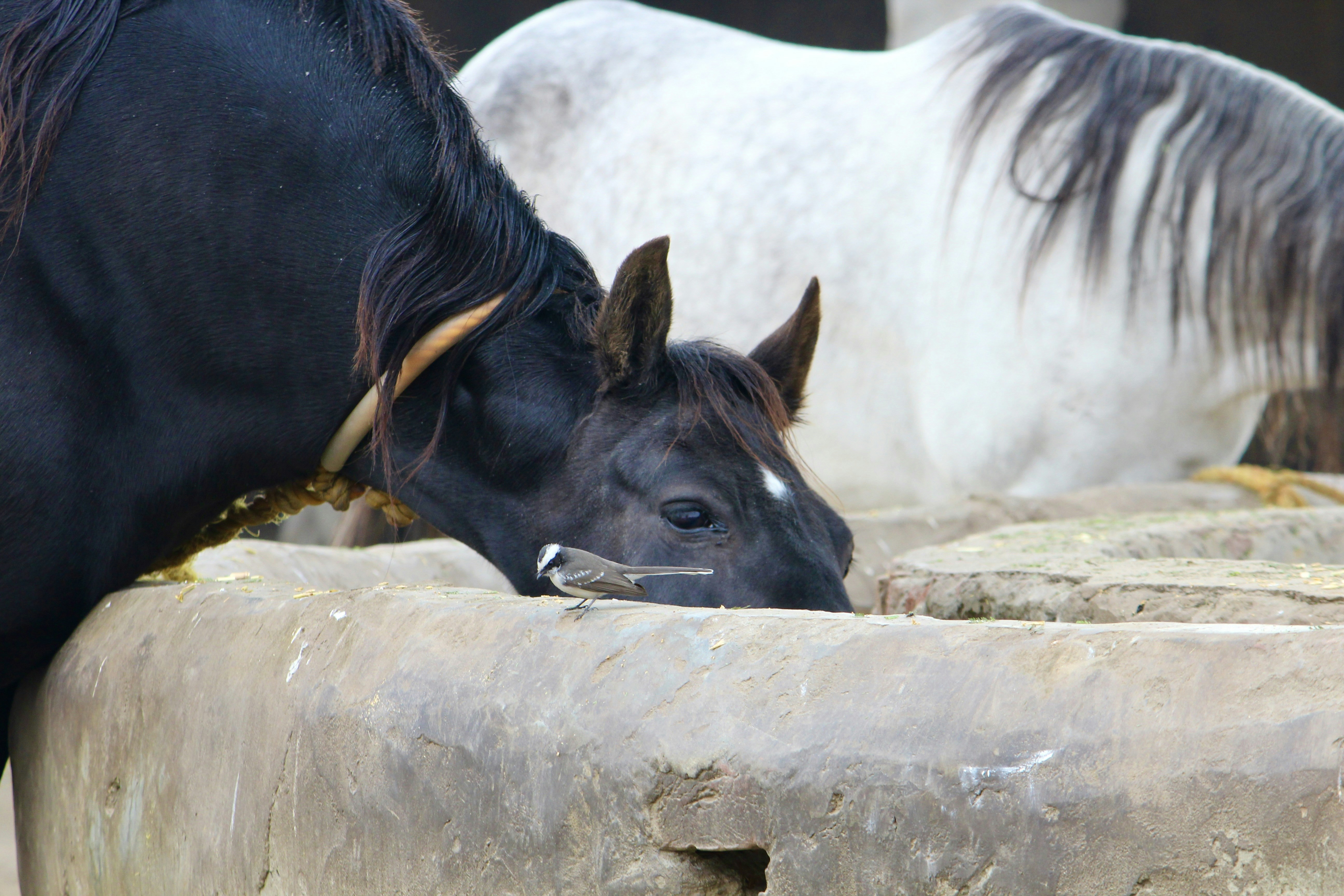 Nose to Stone: A Black Horse and a Pale Mare at a Weathered Trough