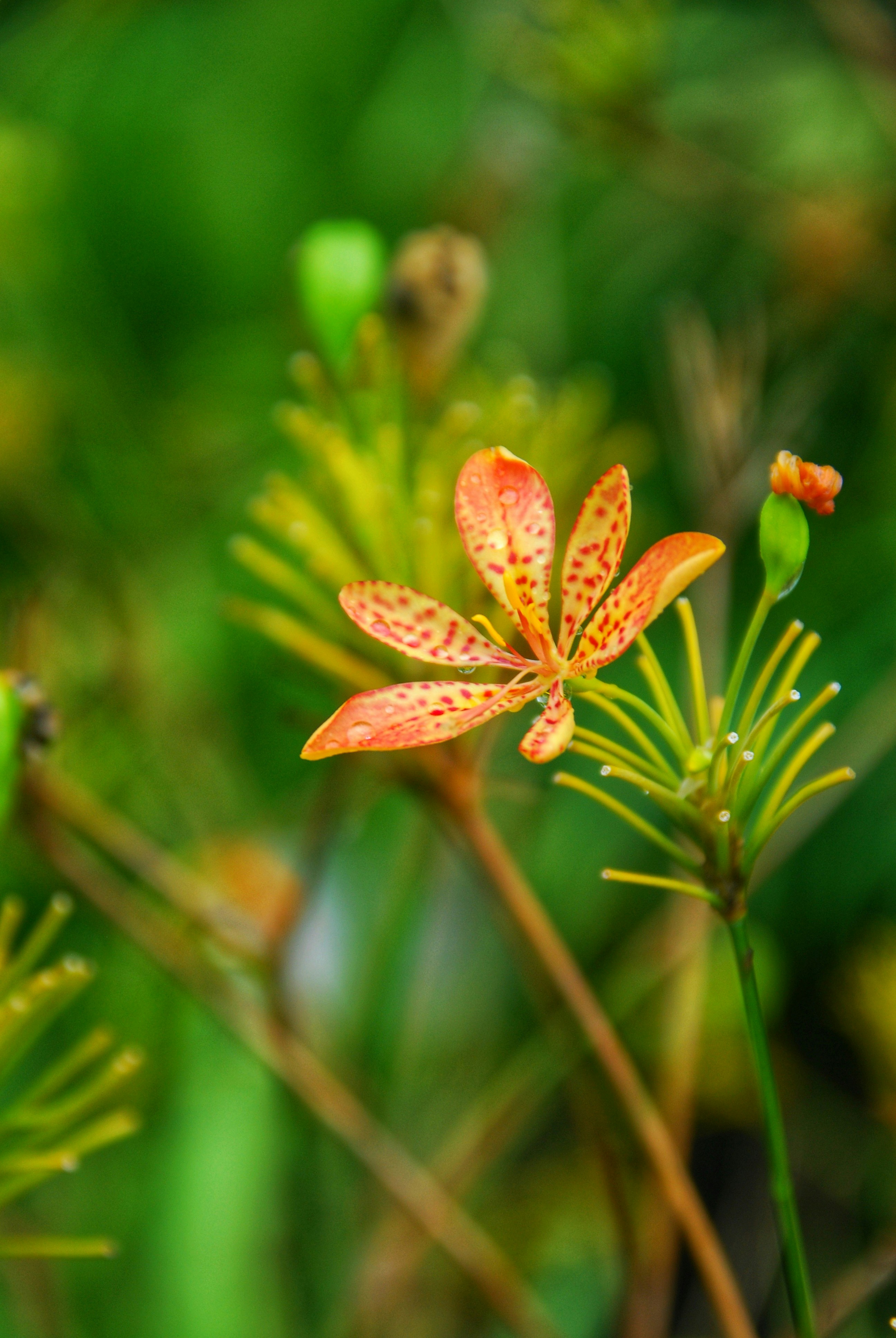 A close up of a small orange flower photo – Free Flower Image on Unsplash
