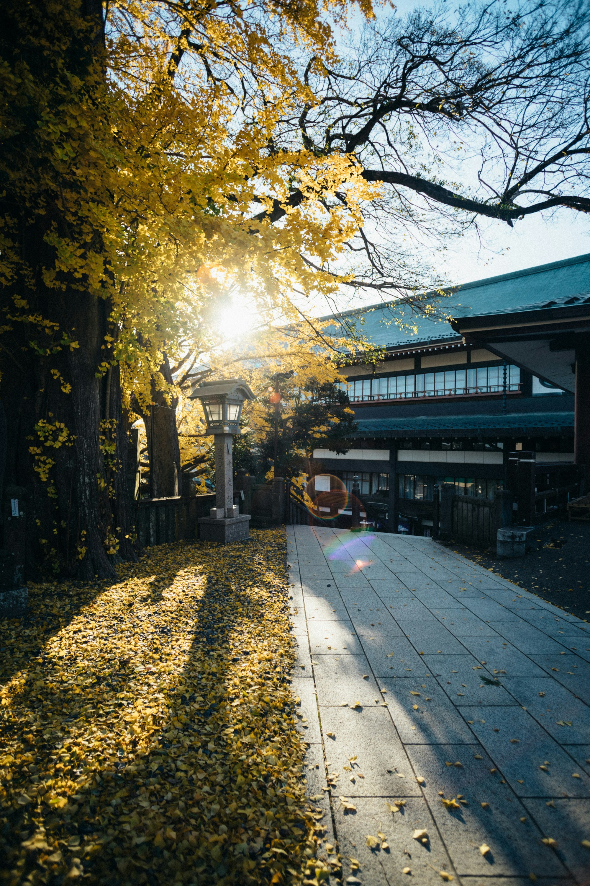 The sun shines brightly through the leaves on the ground photo – Free ...