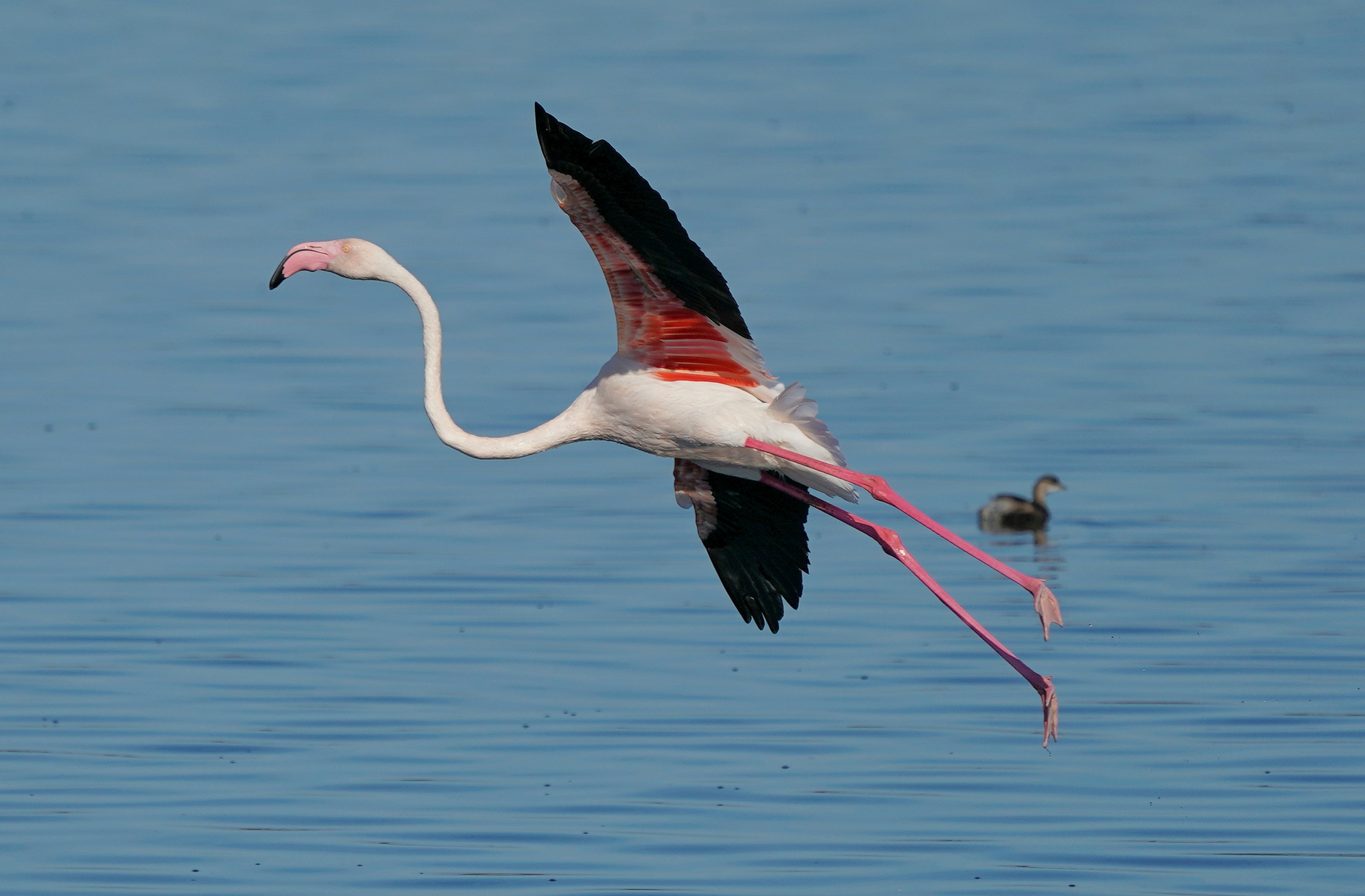 Wingbeat Over a Blue Lagoon: Flamingo in Mid-Flight