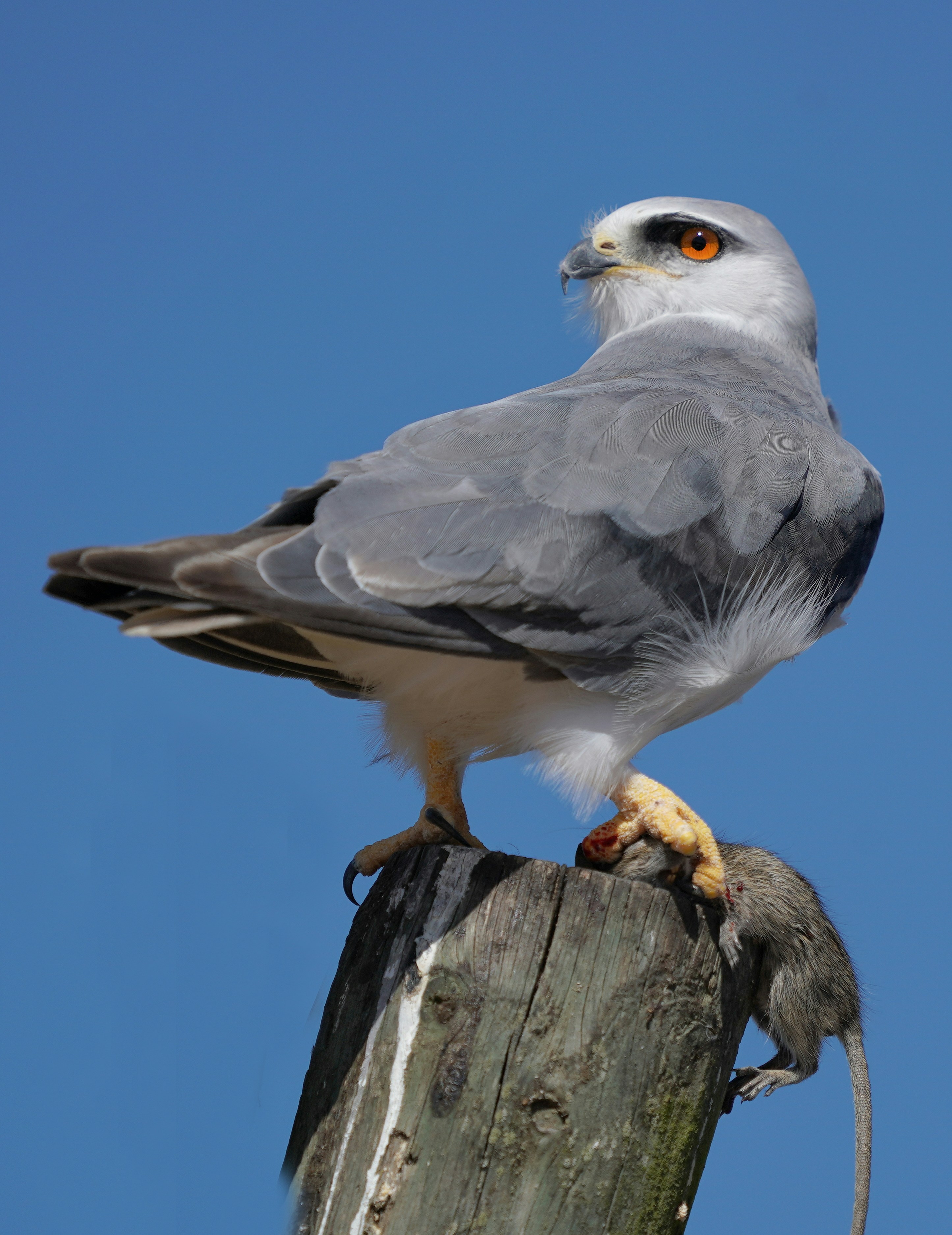 A vigilant white-tailed predator crowns a weathered post against a clear blue sky