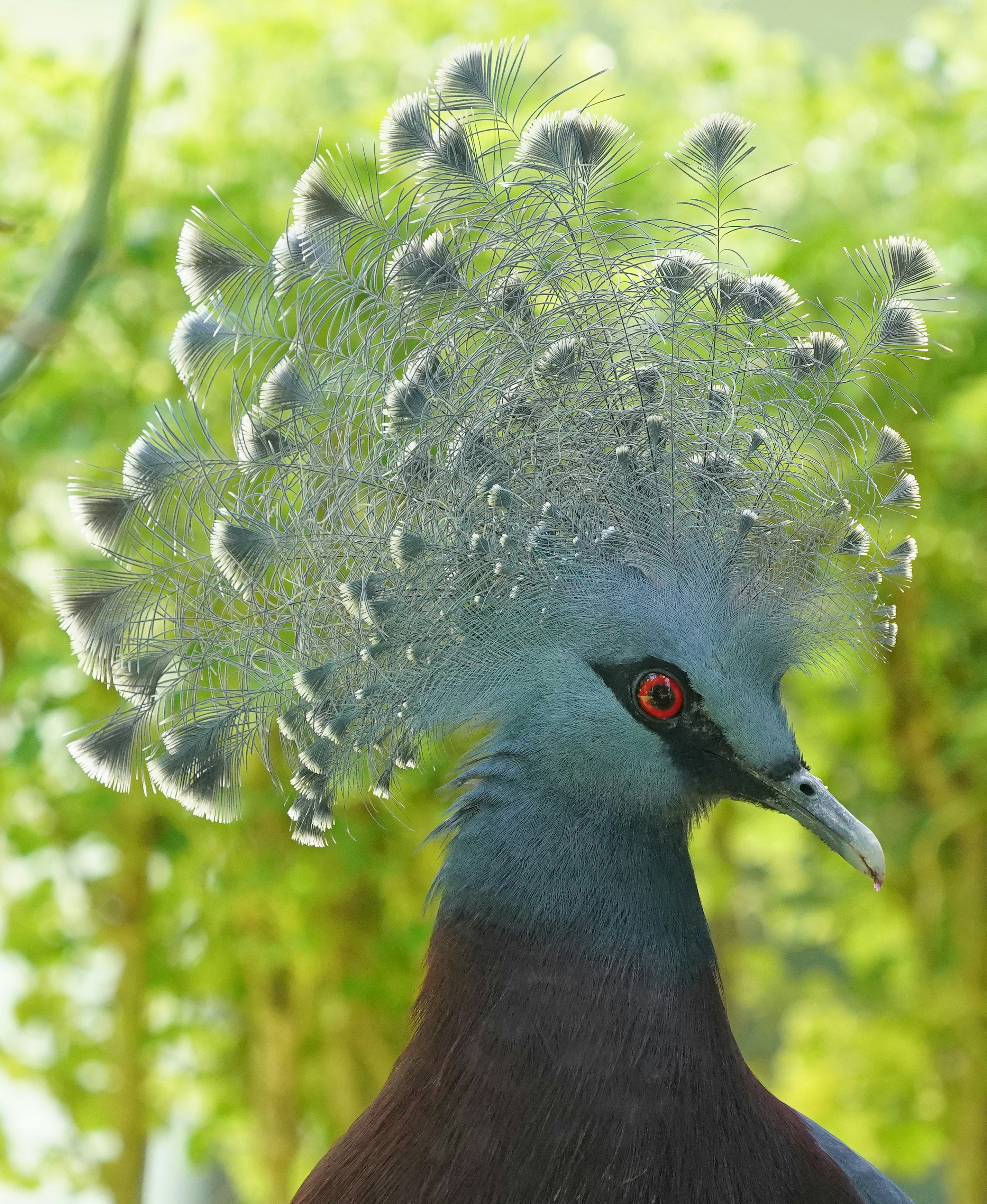Azure Crest Portrait: A Tight Shot of a Blue Peacock's Grand Fan and Crimson Eye
