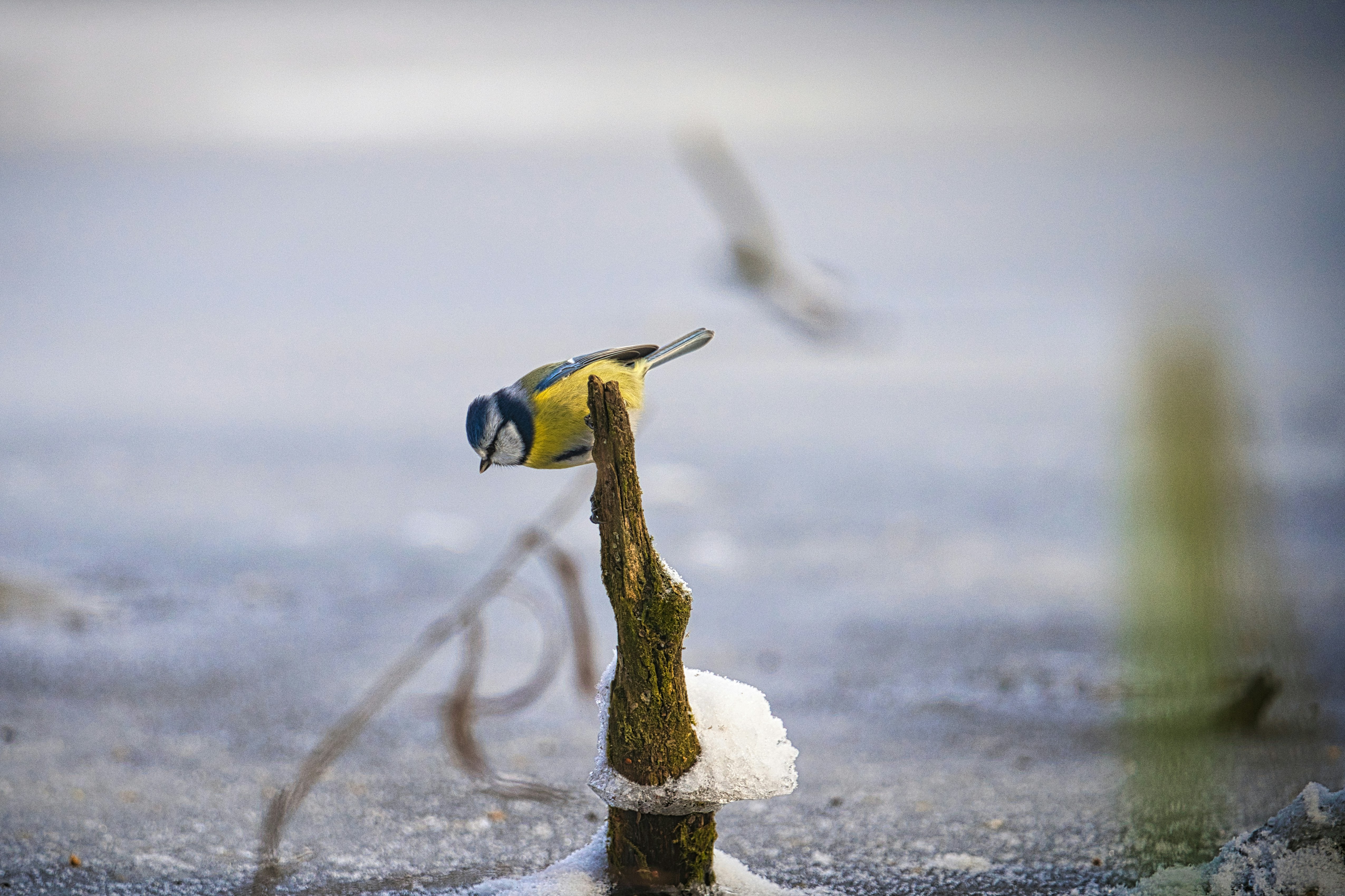 Winter Watch: Blue Tit Perched on a Frosted Twig