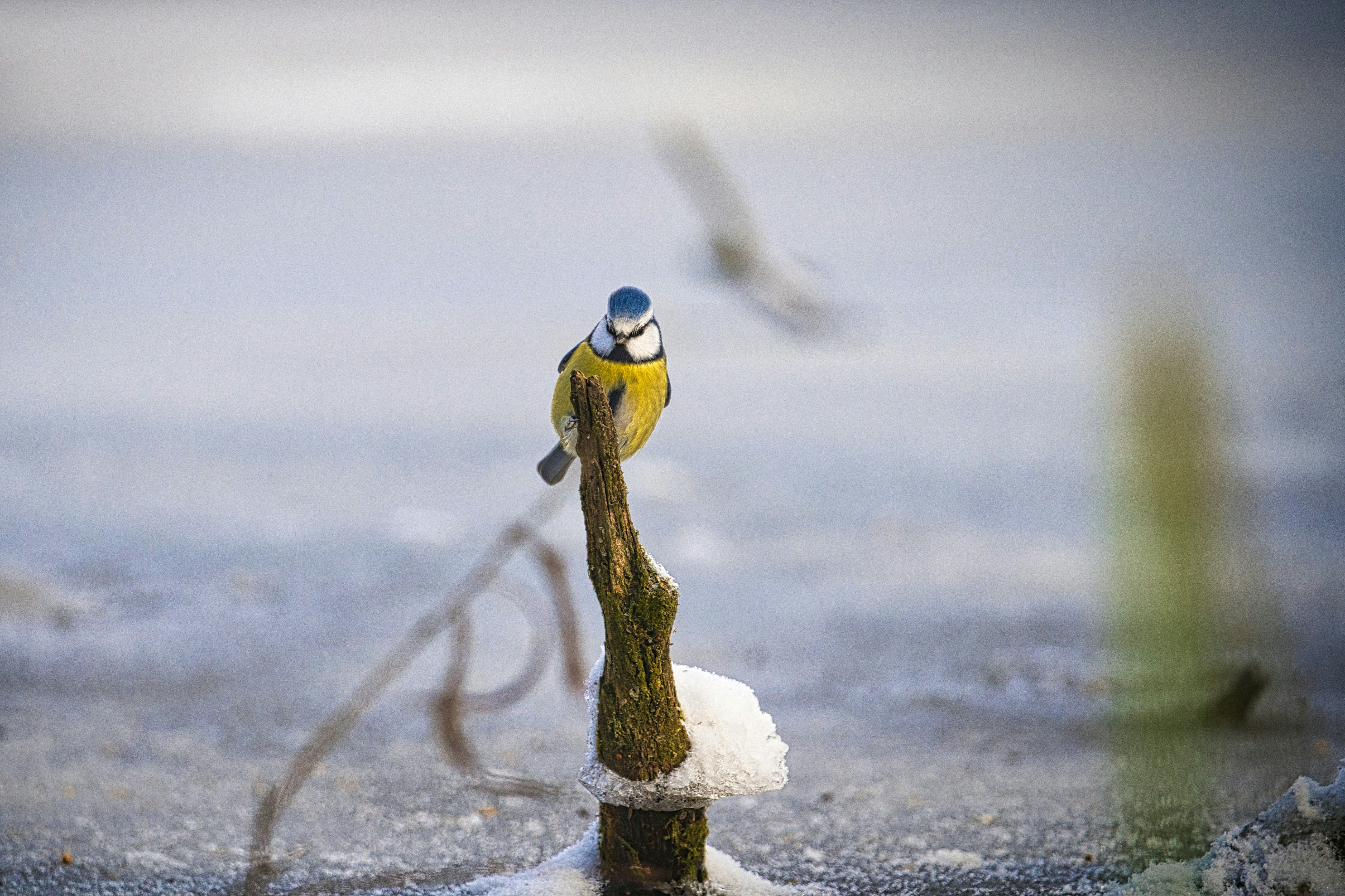 Photo by Hansjörg Rath with Sony Alpha 7 III