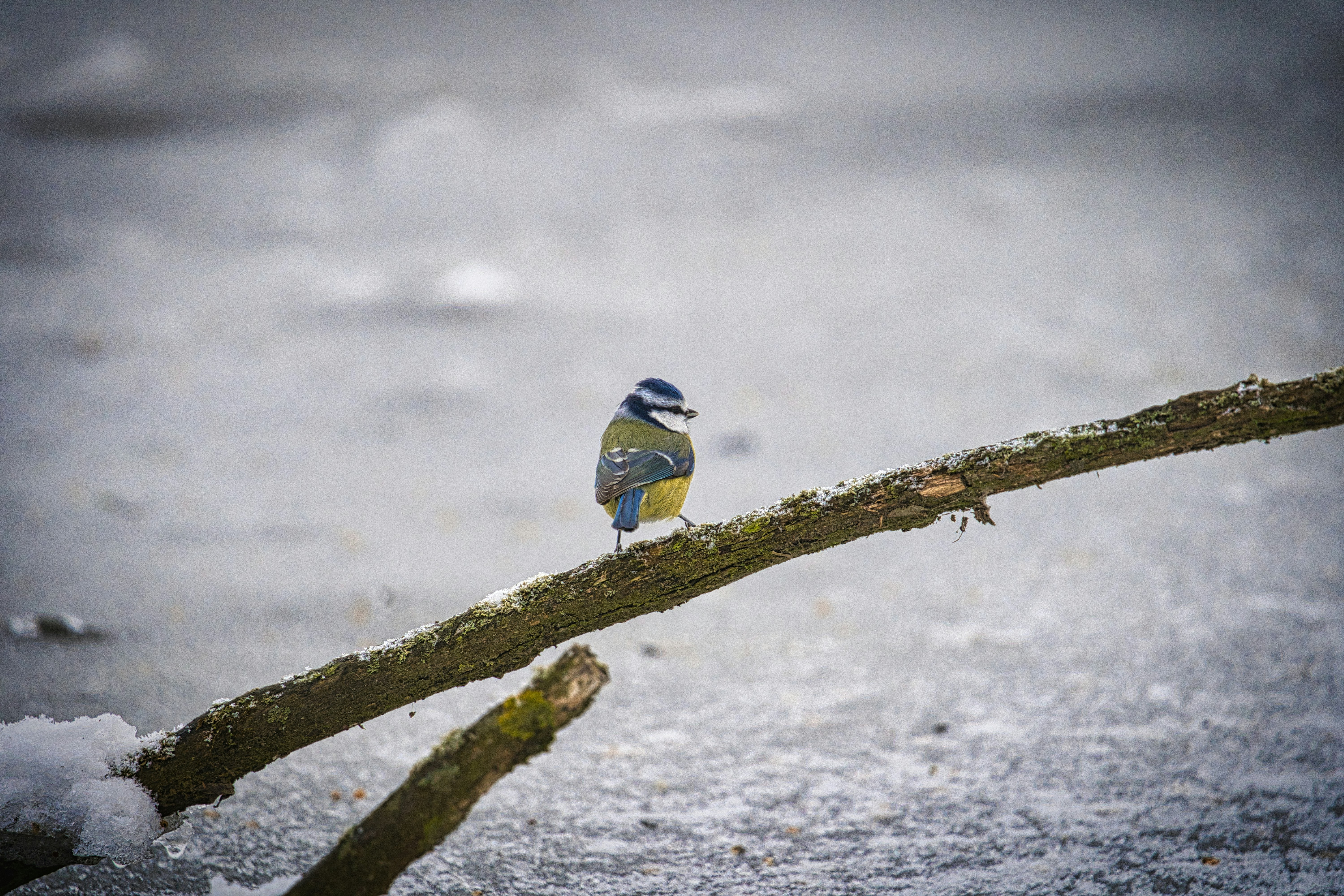 Blue Tit on a frost-kissed branch