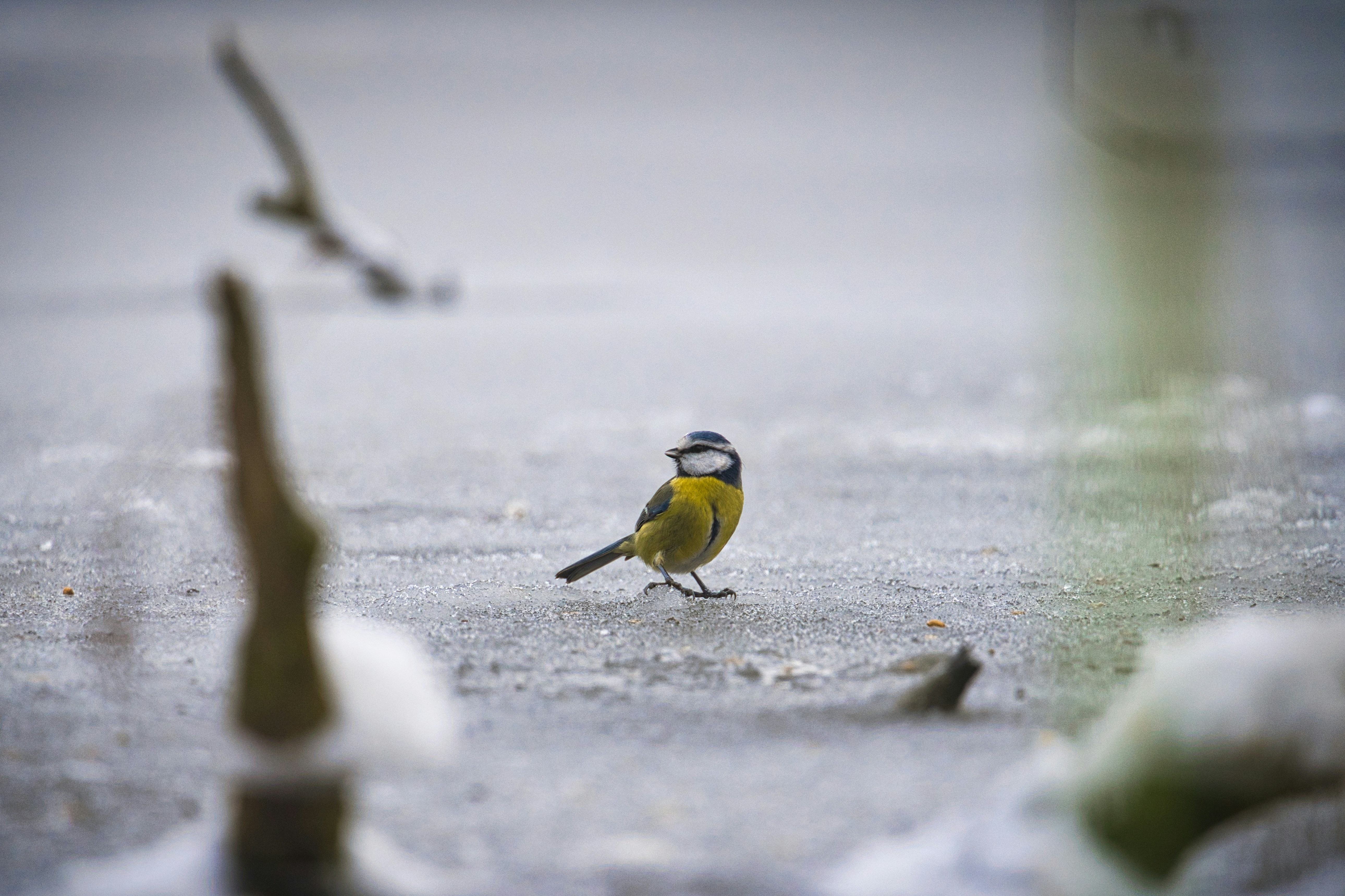 Great Tit on a frost-kissed shoreline