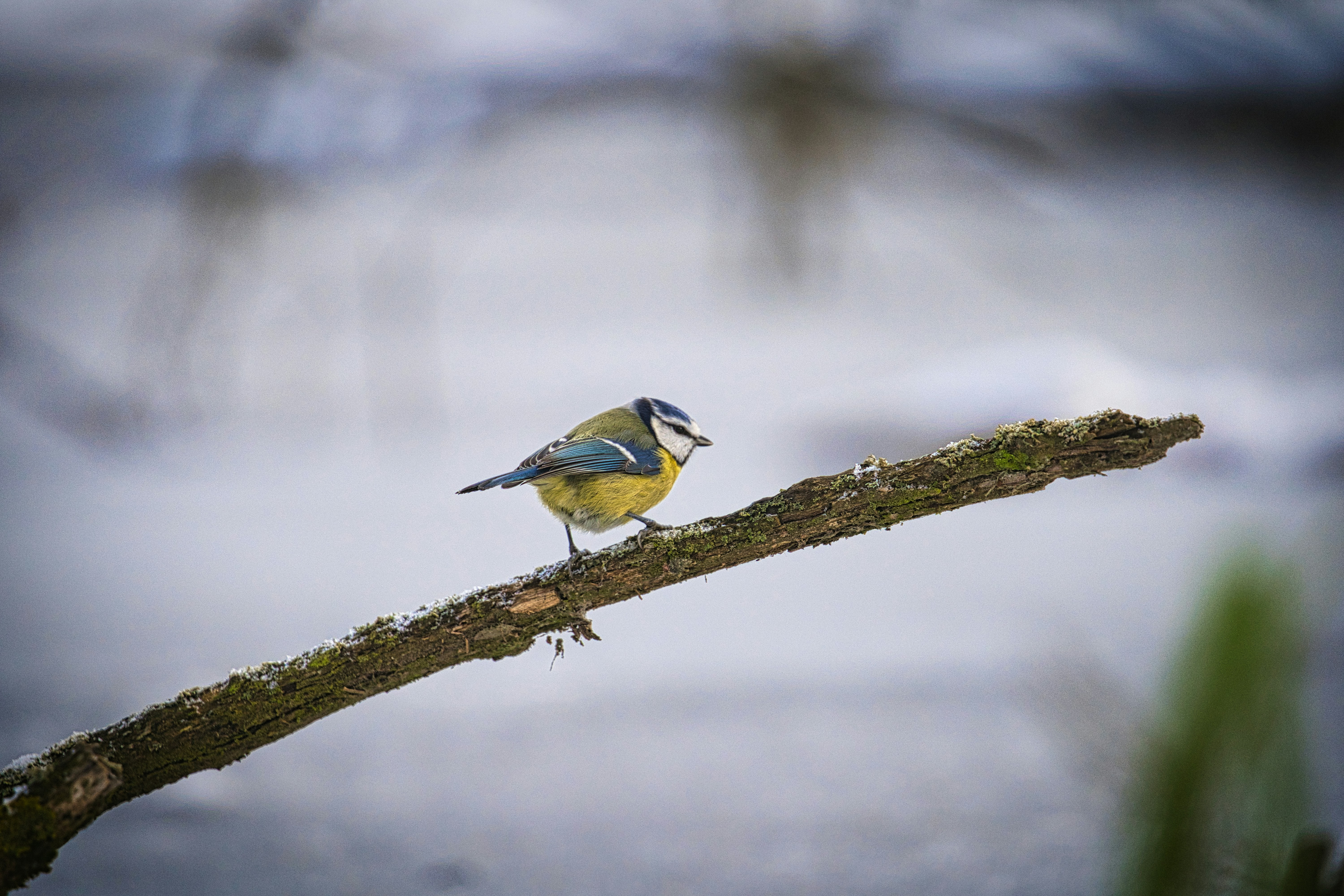 Winter Vigil: Blue Tit on a Mossy Branch