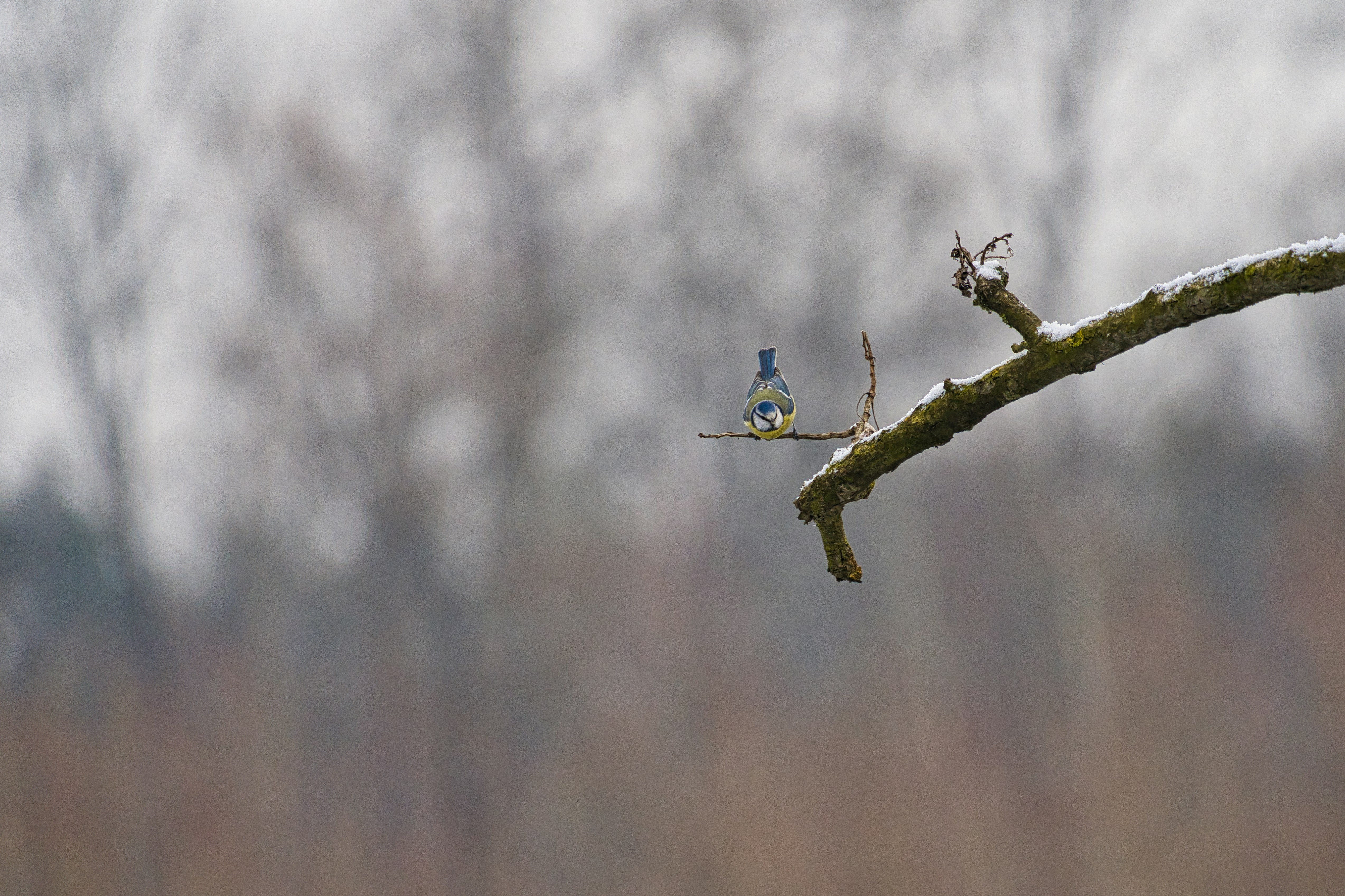 Azure Accent on a Curved Branch: a Tiny Bird in a Quiet Winter Backdrop