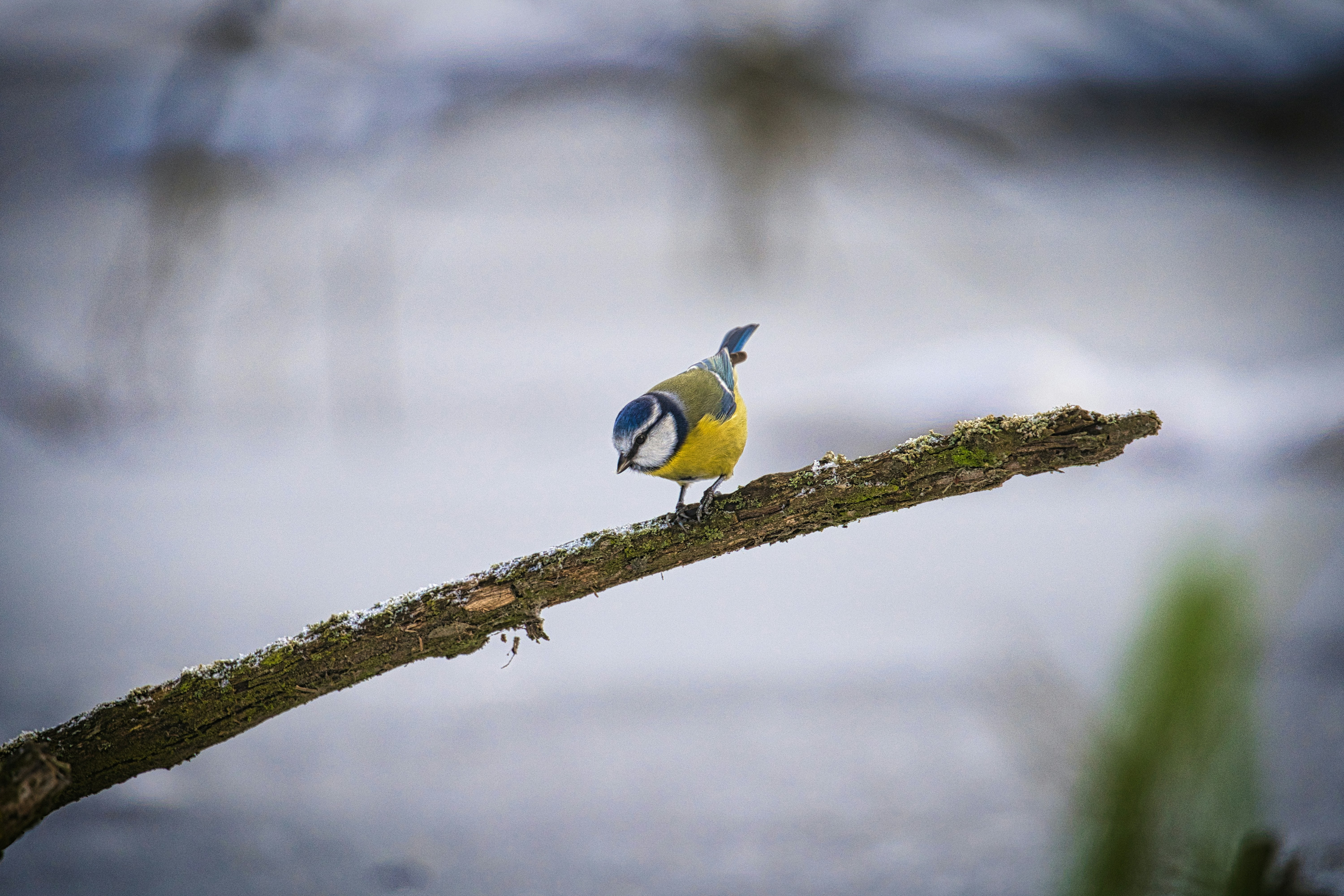 Blue Tit on a Weathered Branch Over Quiet Water