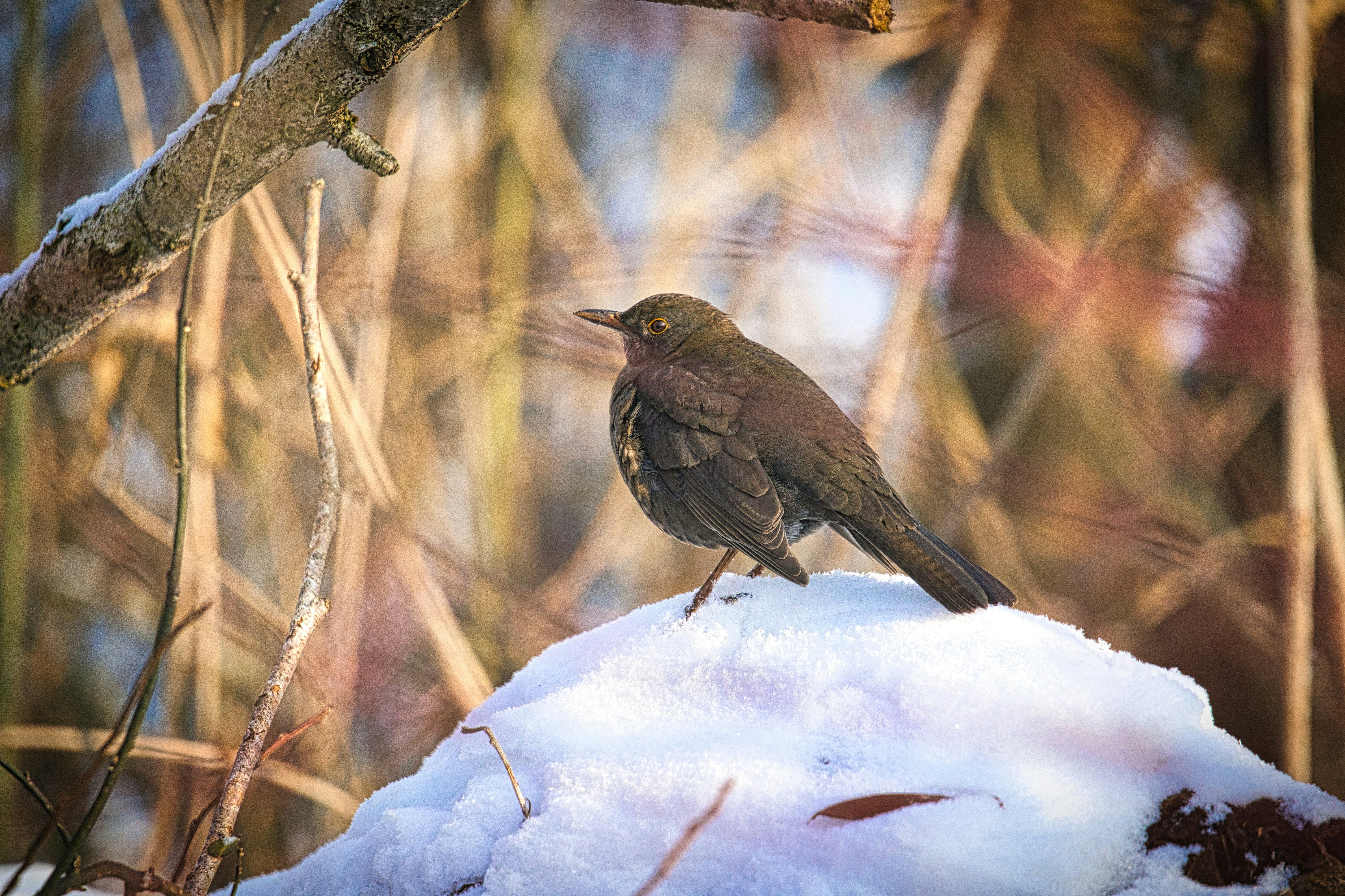 A solitary bird perched on a snow-covered mound, surrounded by delicate winter foliage.