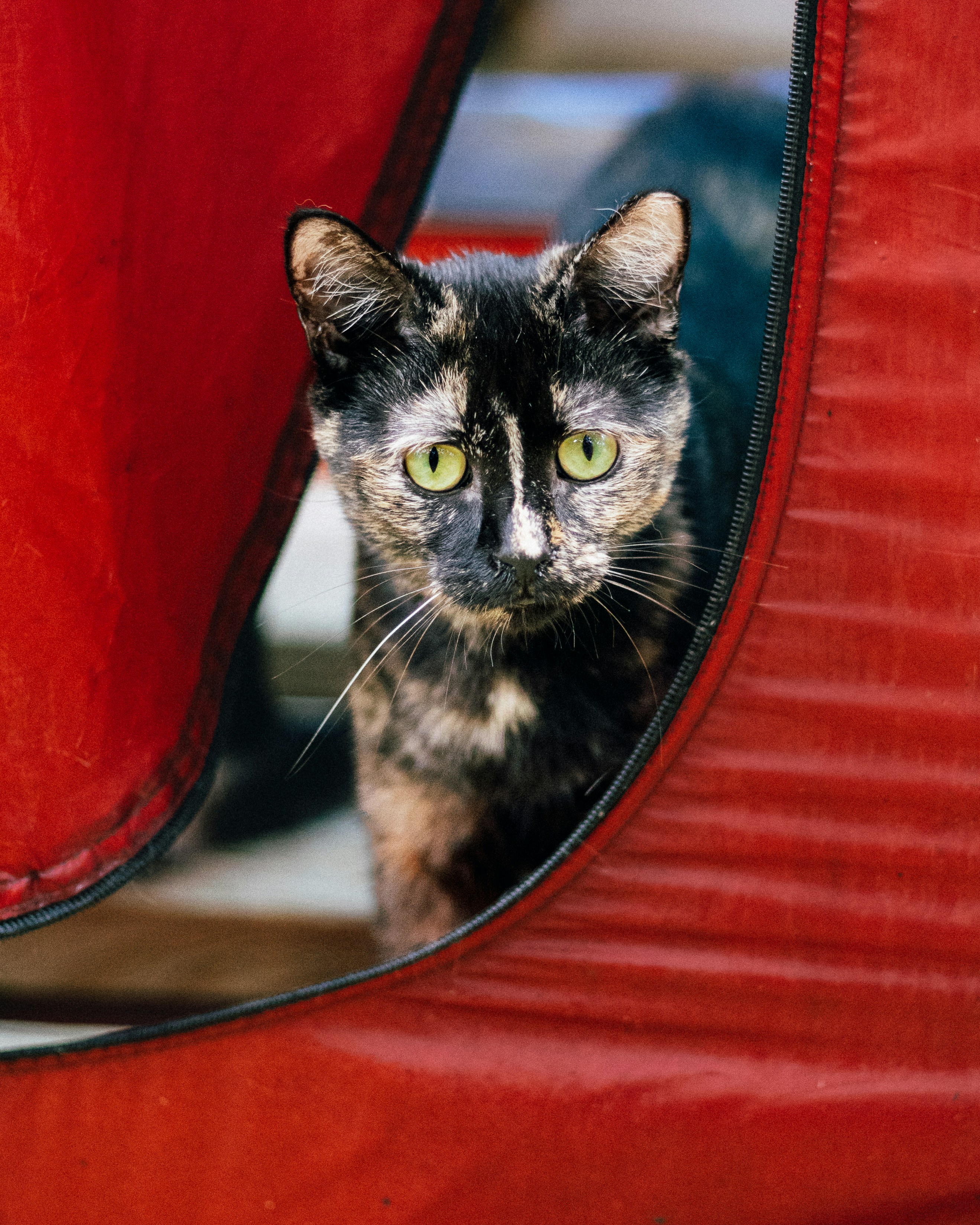 Curious Alley Cat Peering Through a Red Tunnel