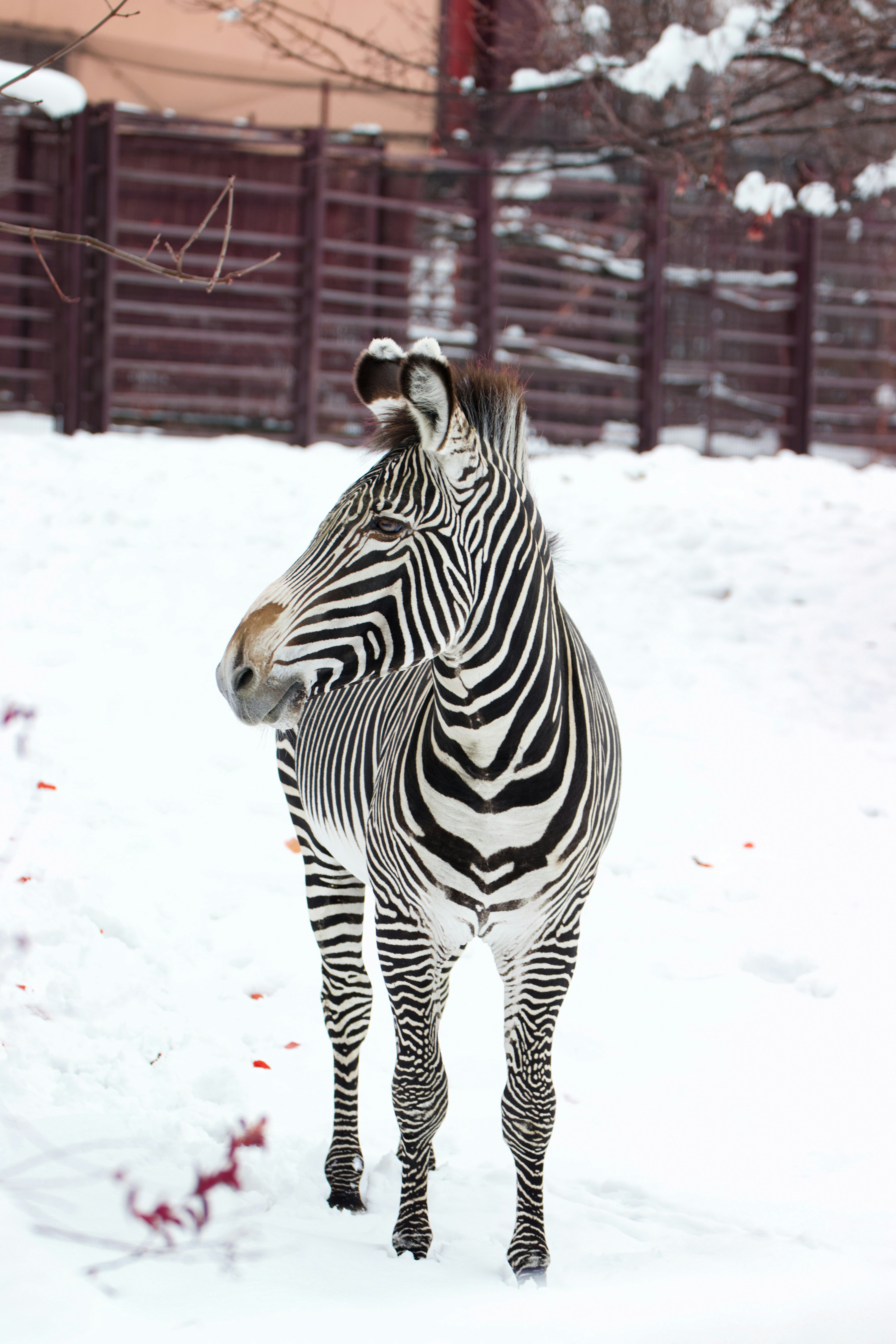 Snowbound Zebra: Bold Stripes in a Quiet Winter Yard