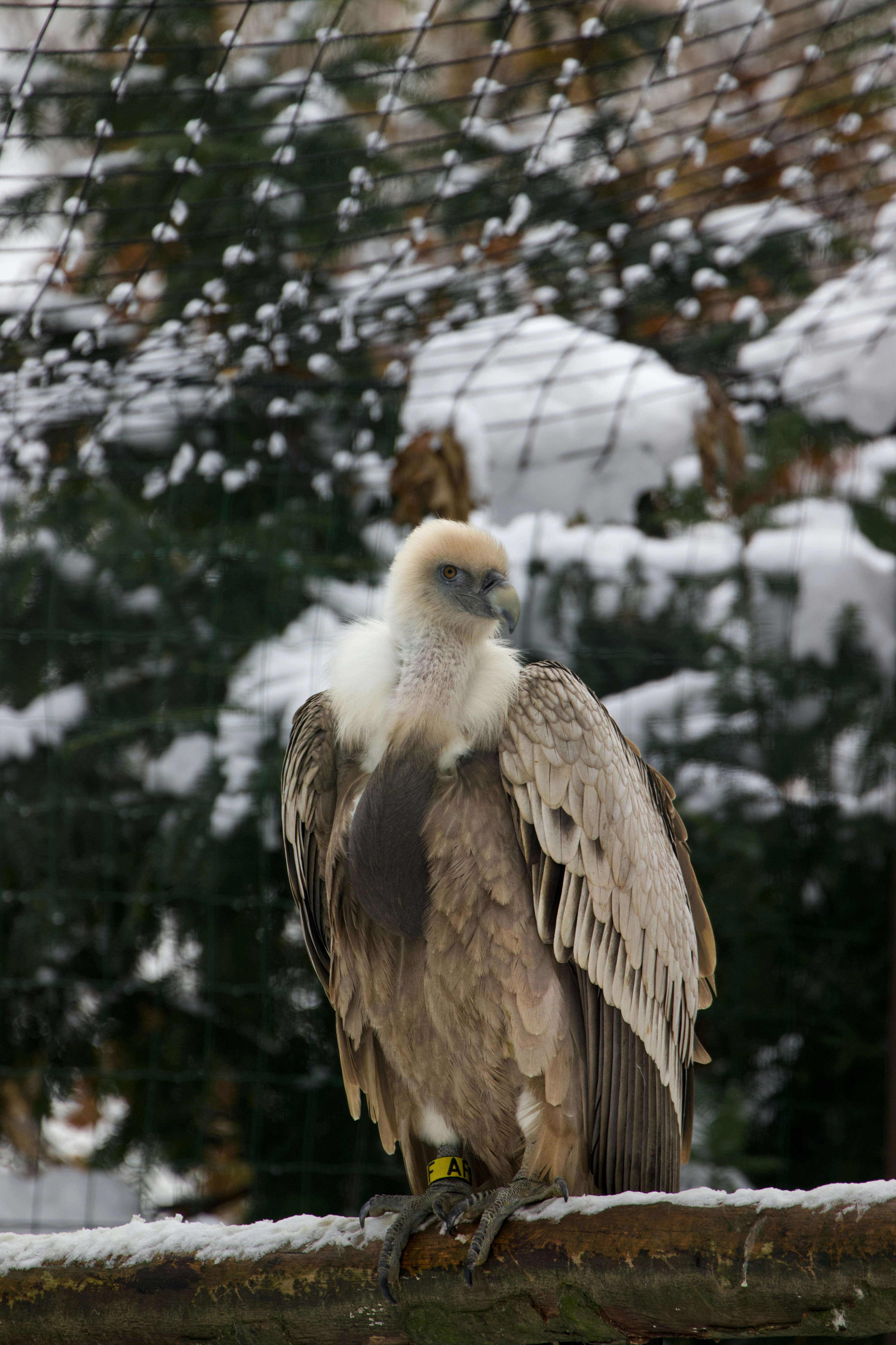 Winter Sentinel: Snowy Peregrine Amidst a Frosted Barrier
