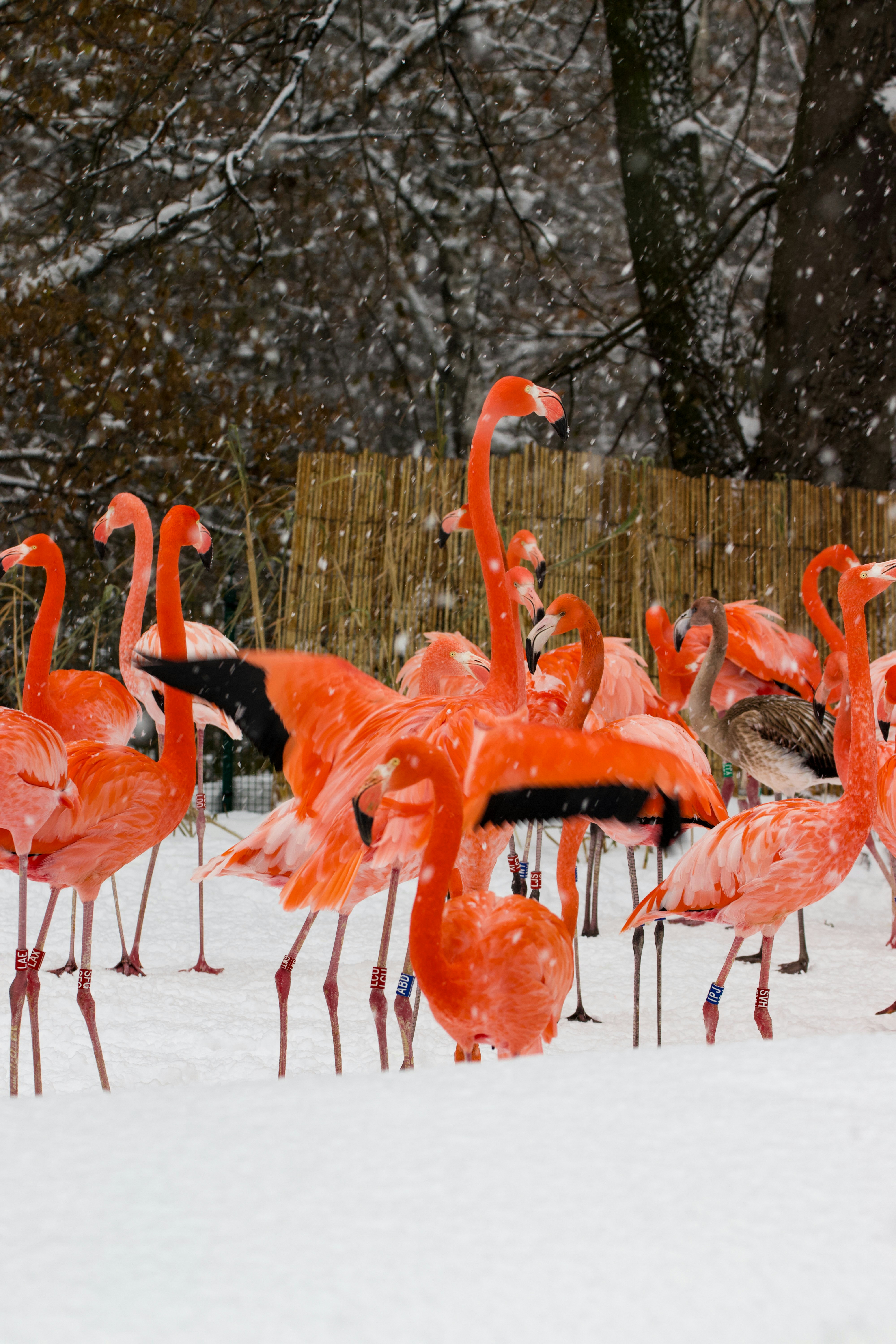 A group of flamingos standing in the snow photo – Free Animal Image on ...