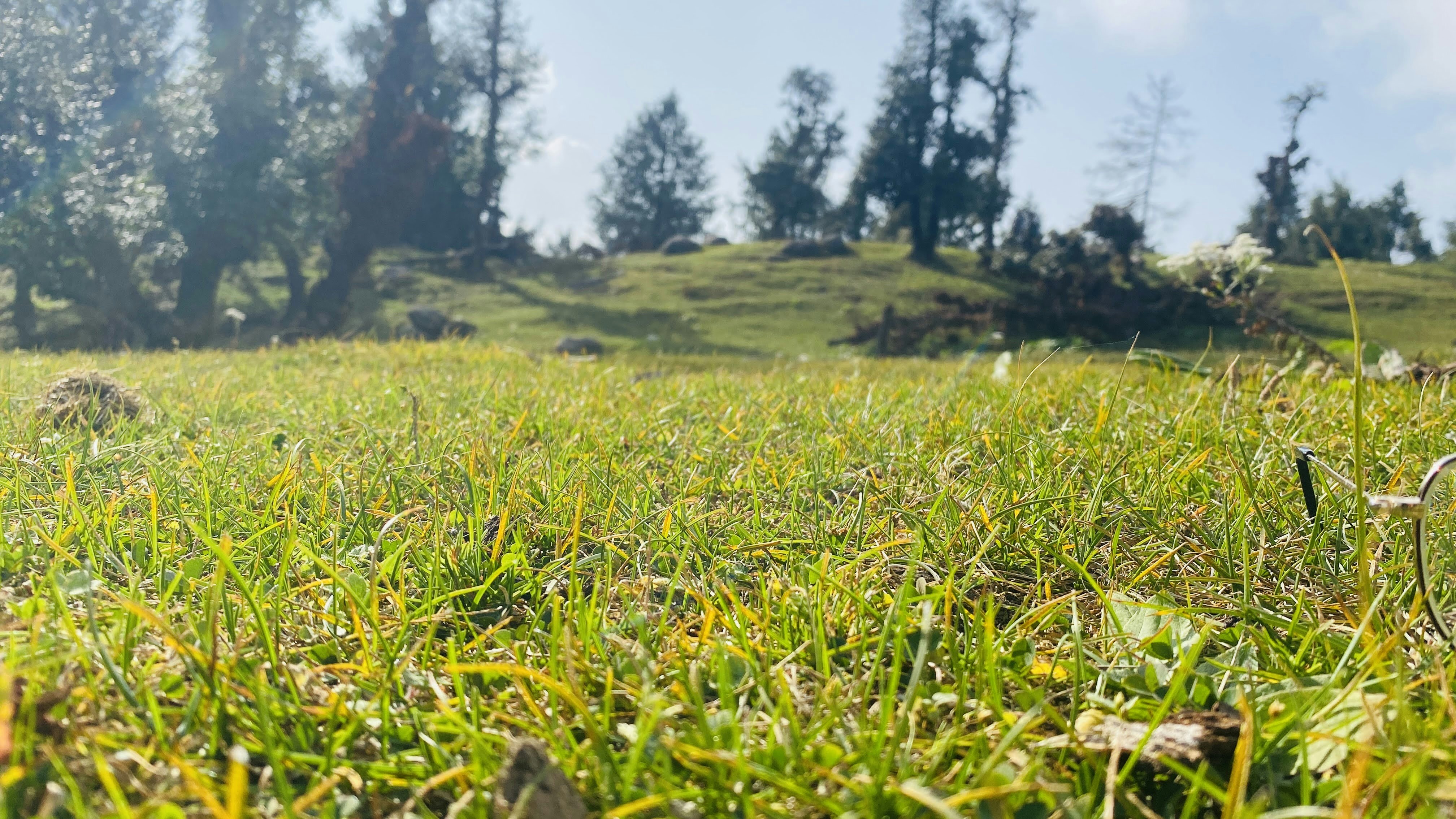 Sunlit Blade: A Low-Angle Portrait of a Meadow's Pulse