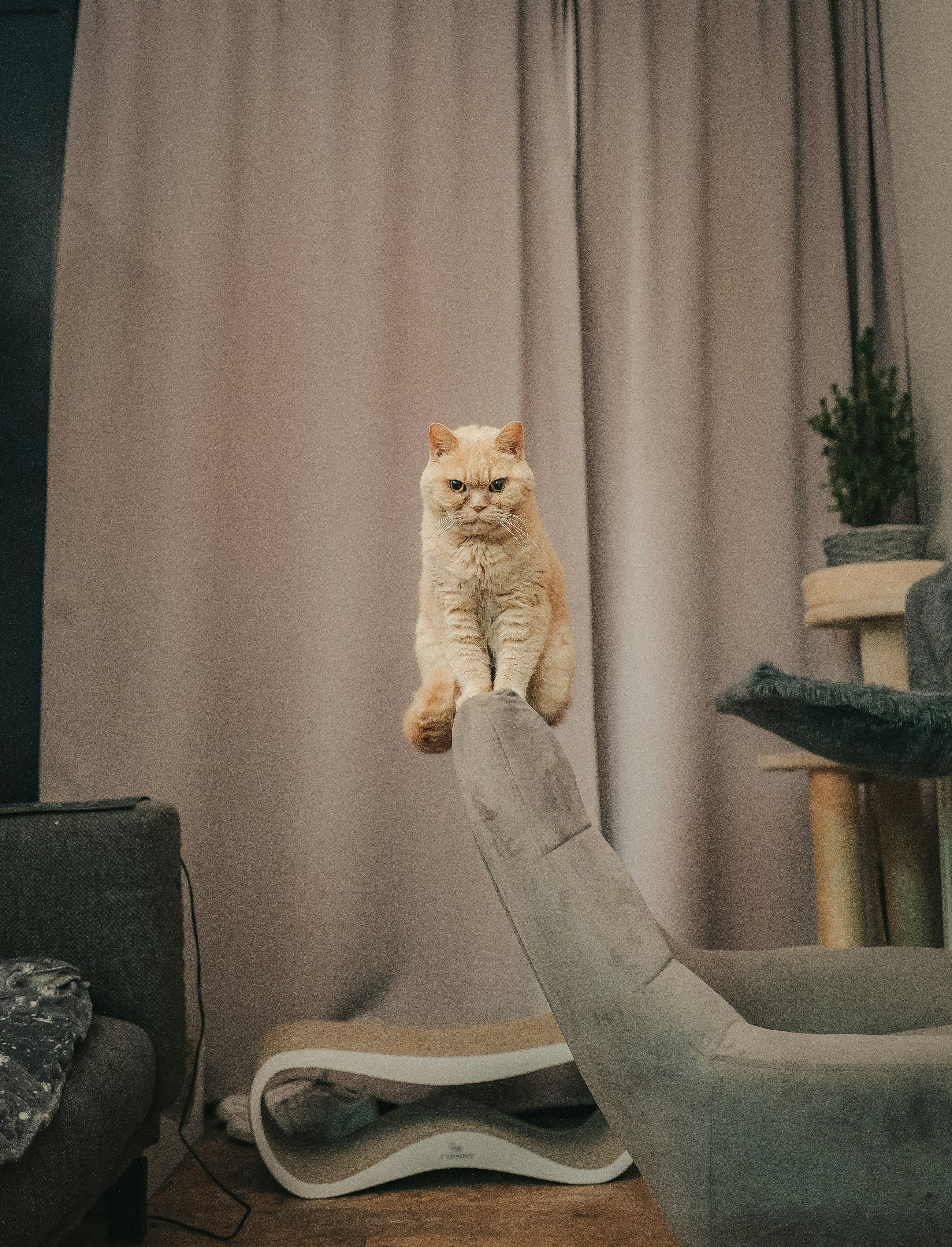 A cat sitting on top of a chair in a living room photo – Free Cat Image ...