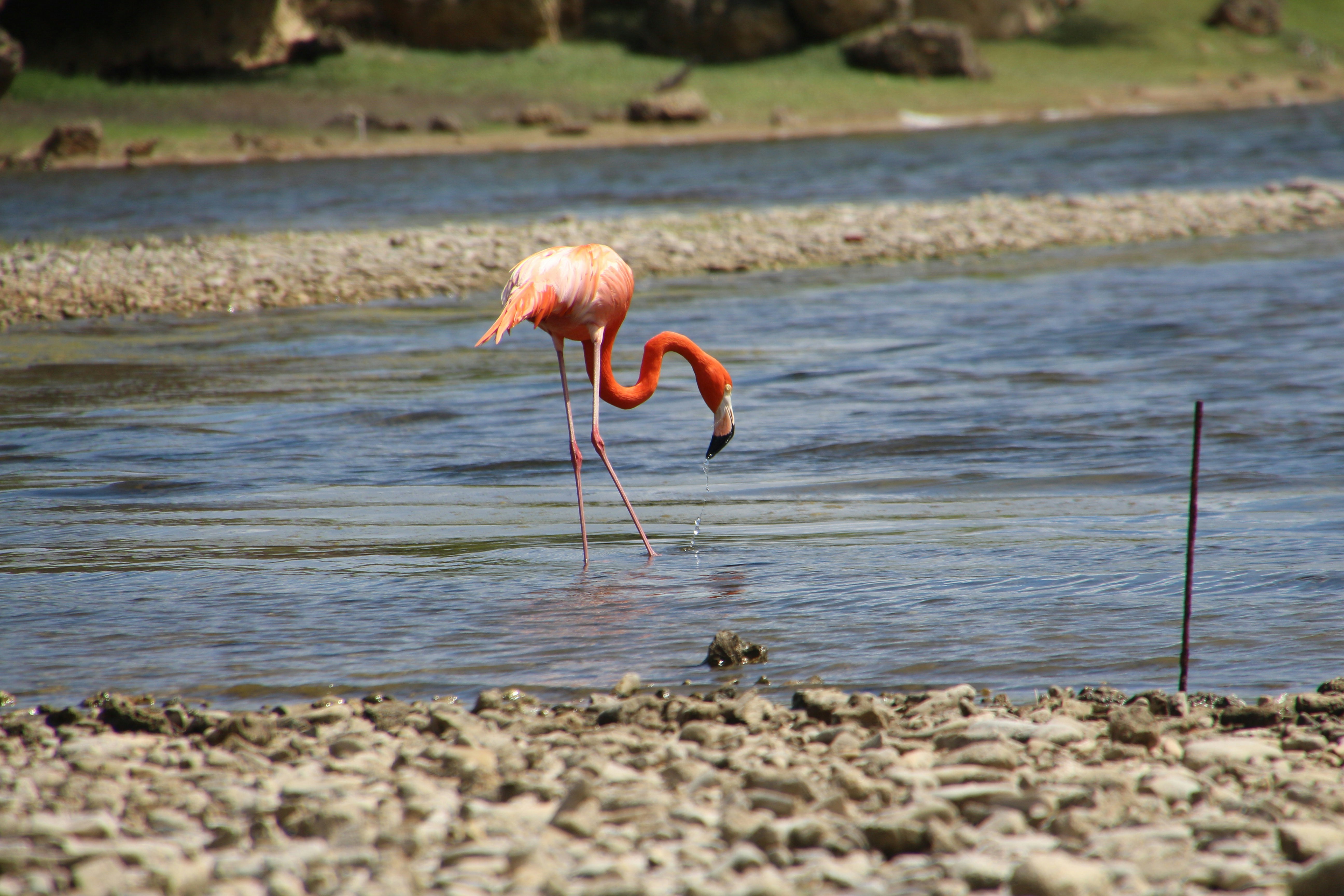 Crimson Flamingo Wading Along a Pebble Riverbank