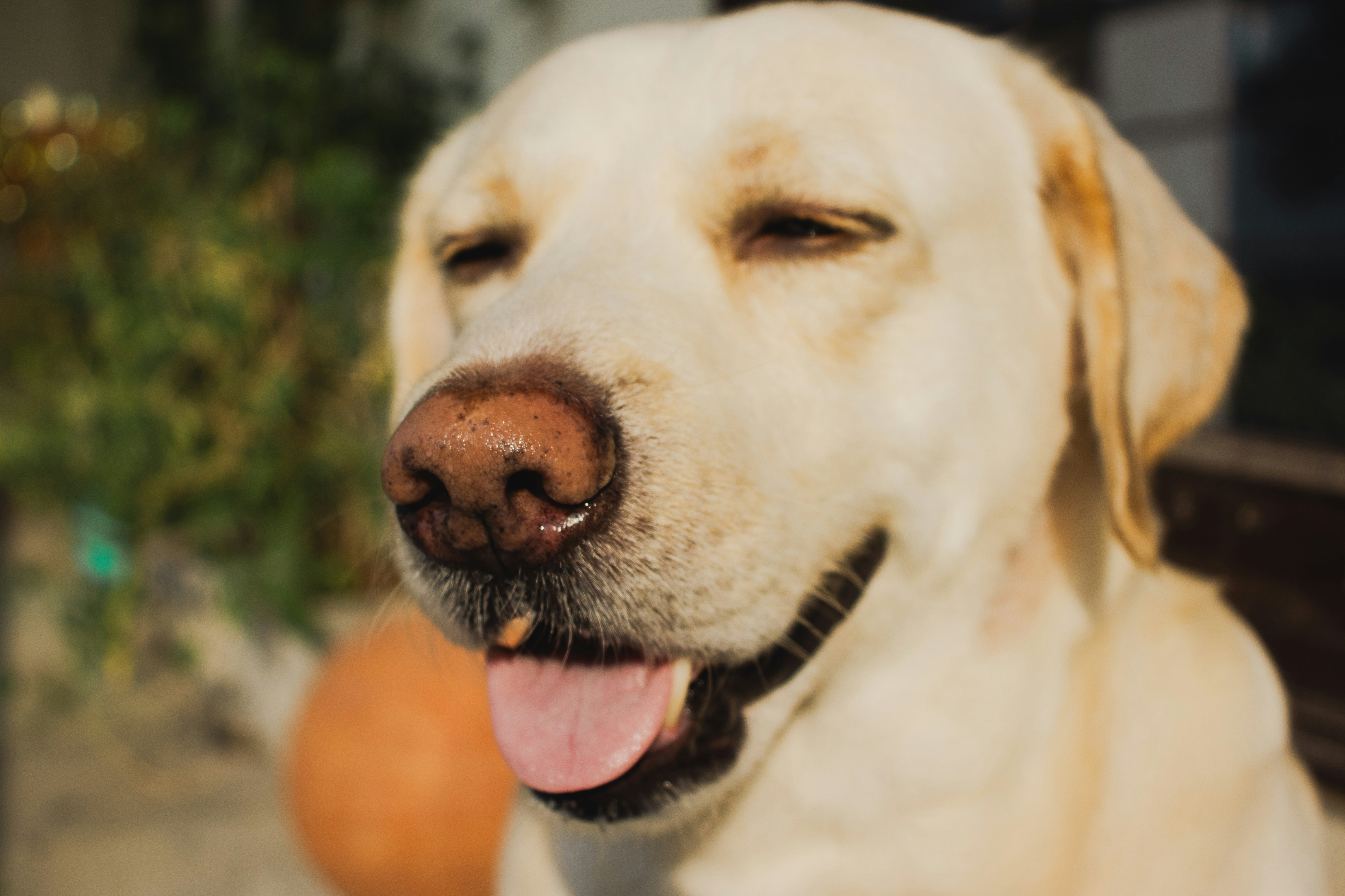 Sunlit Labrador Portrait: Quiet Joy in Focus