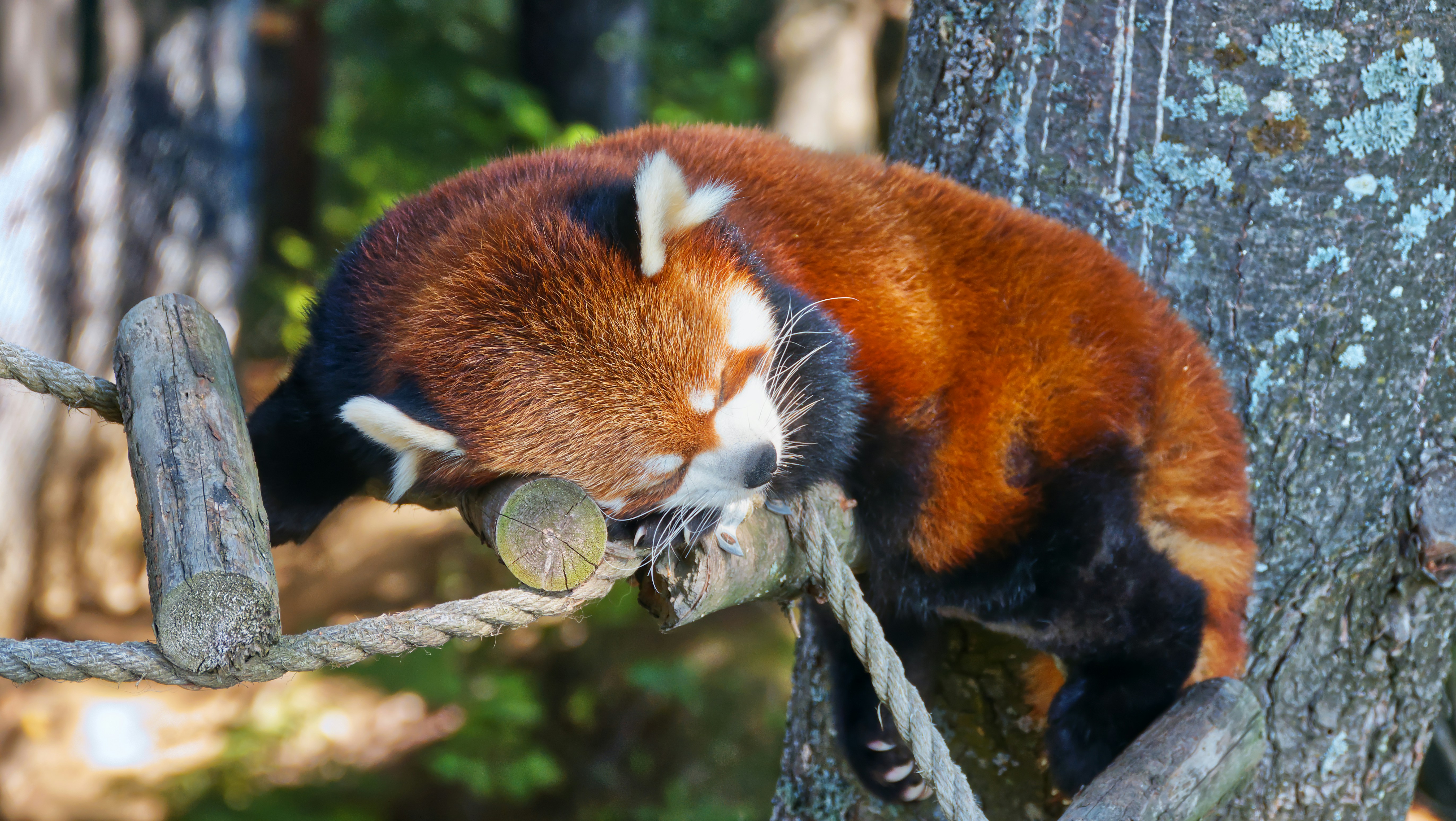 A red panda climbing up a tree branch photo – Free Canada Image on Unsplash