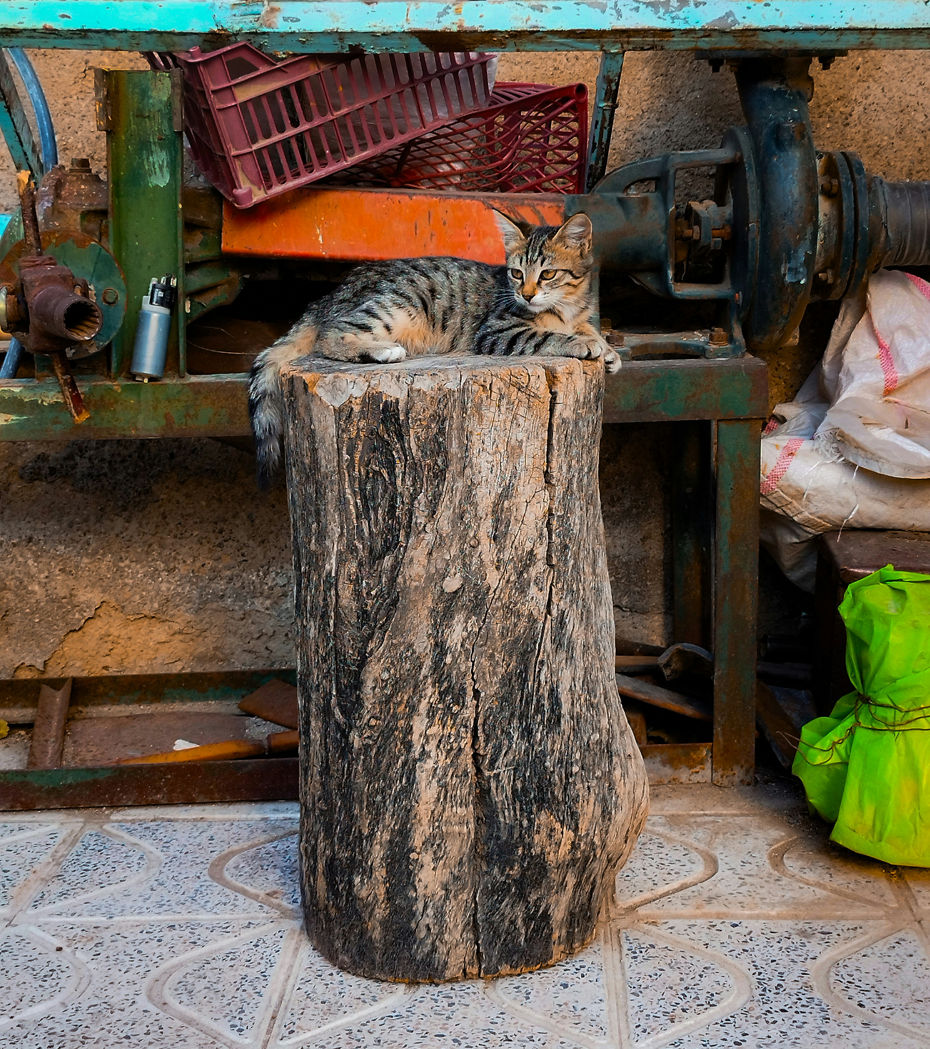 Photo by Amirhossein Sattari with Xiaomi Redmi Note 11 Pro