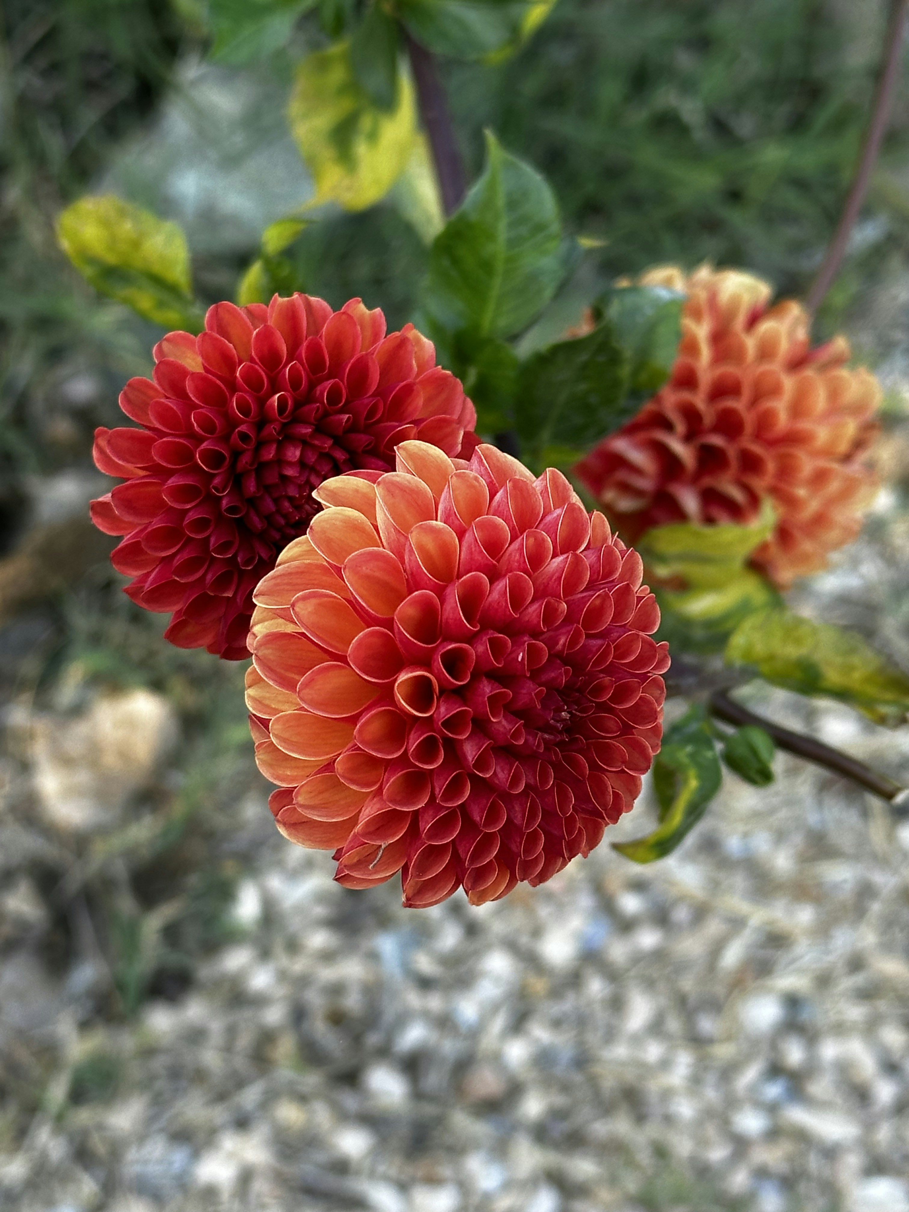 A close up of two red flowers on a branch photo – Free Dahlia Image on ...
