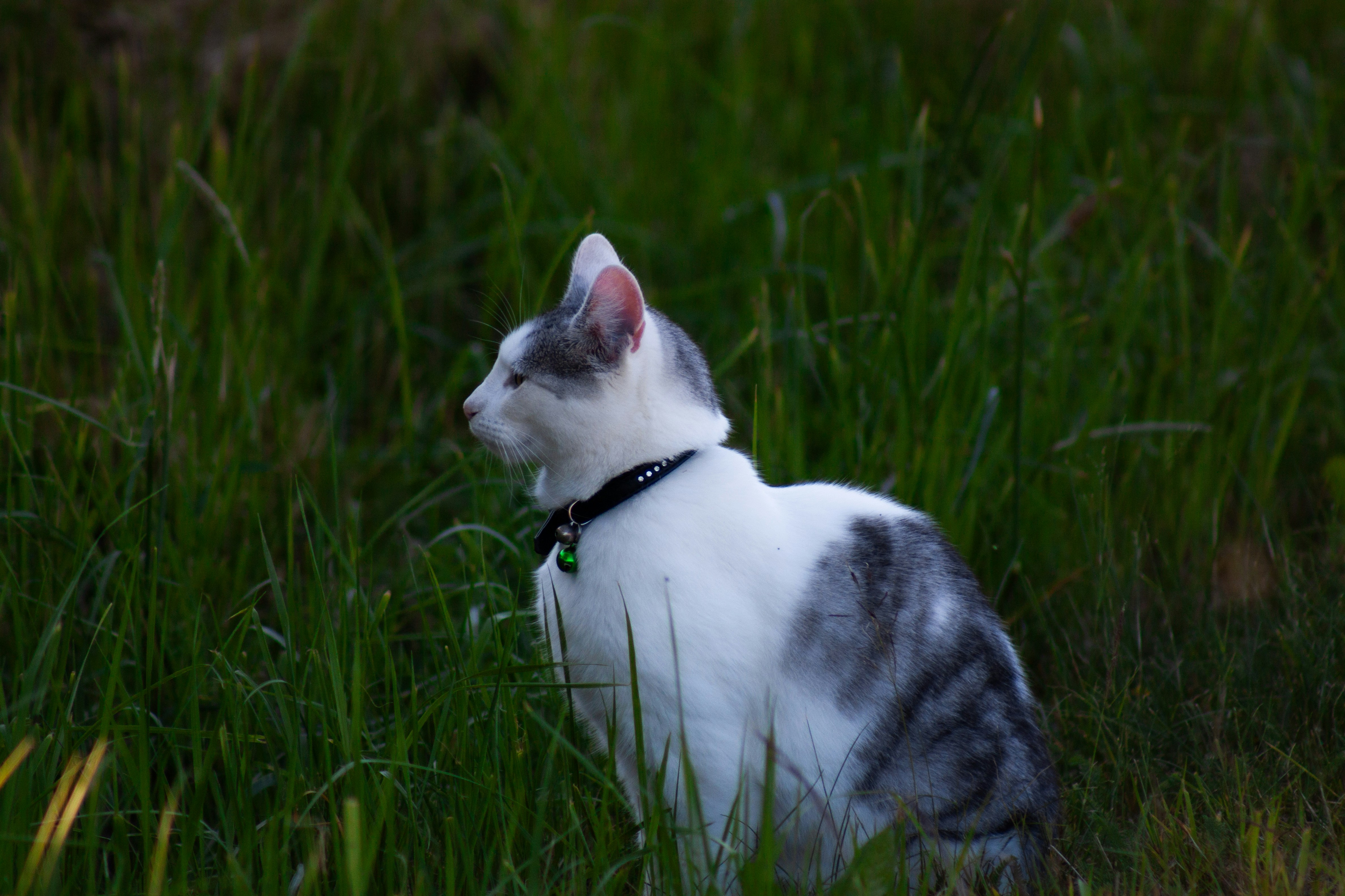 White and grey cat in green grass.