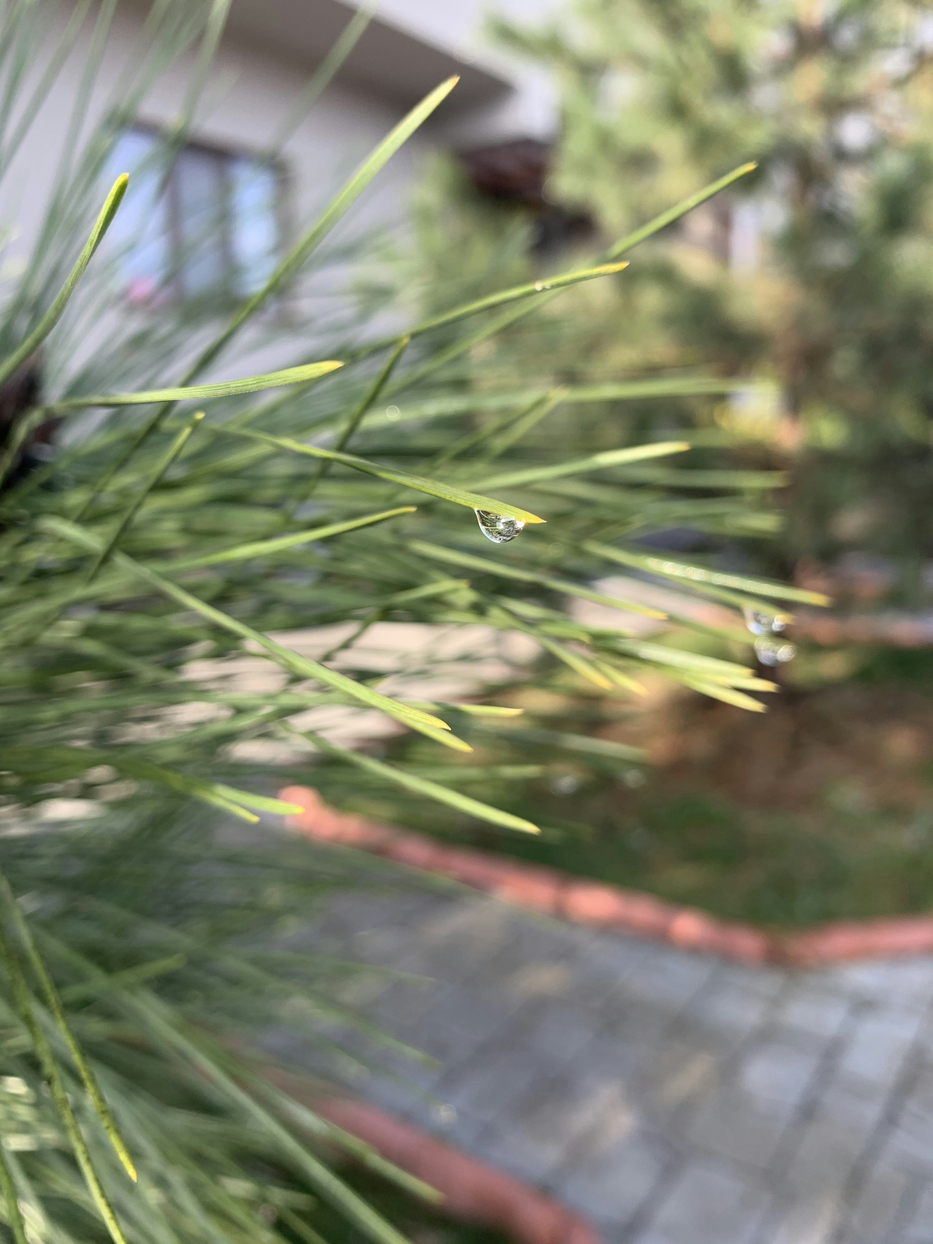 Droplet on Pine Needle: A Tiny Globe of Light in Focus
